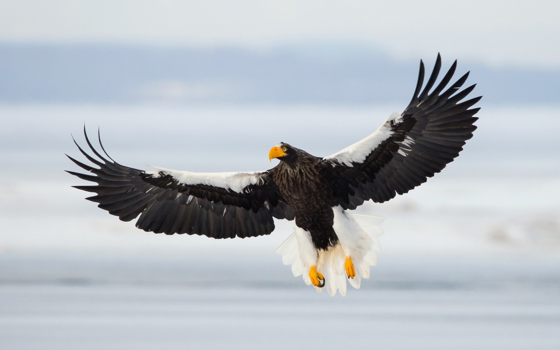 Majestic Eagle in Flight | HD Bird of Prey Wallpaper
