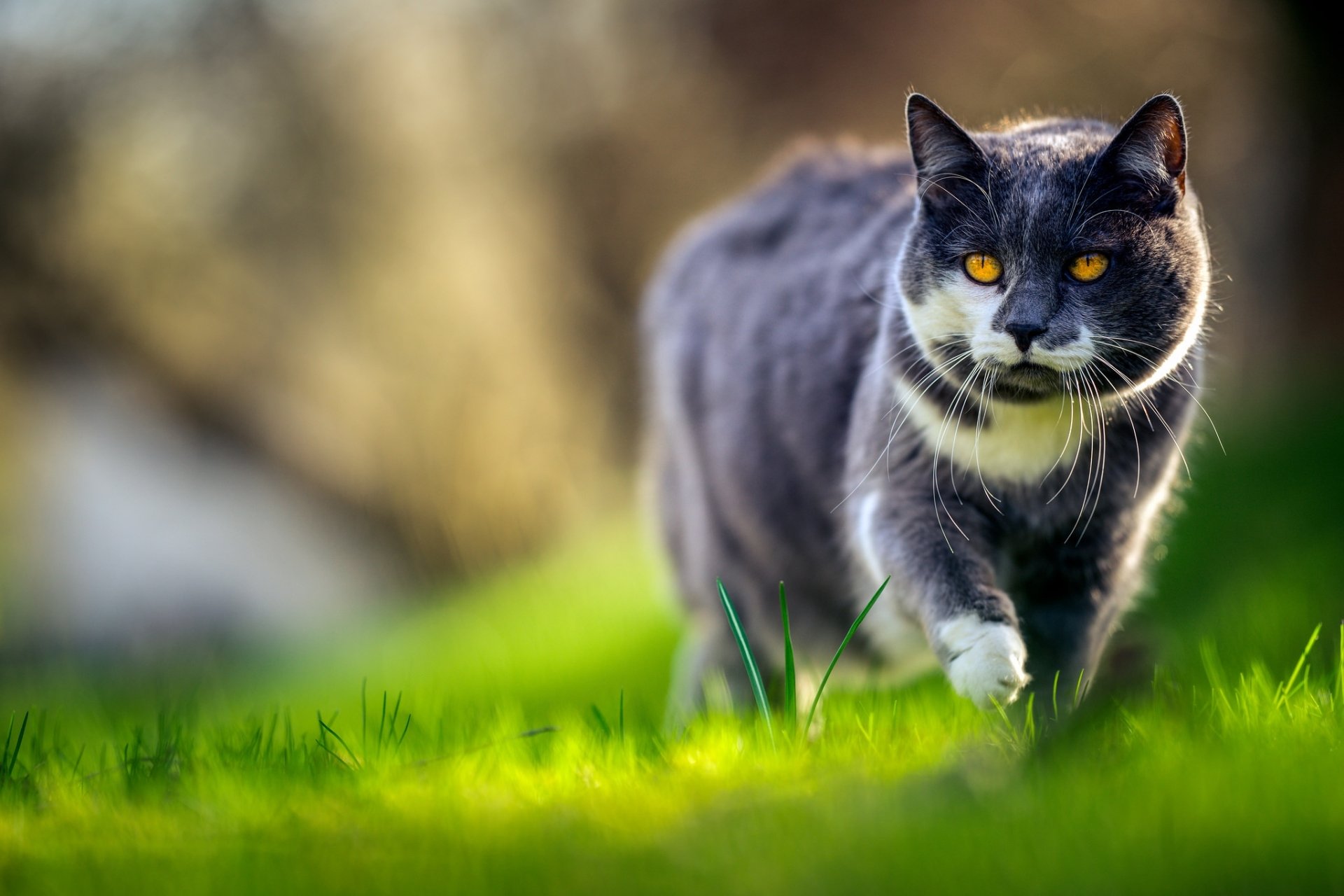 Sunny Cat in Grass - HD Wallpaper