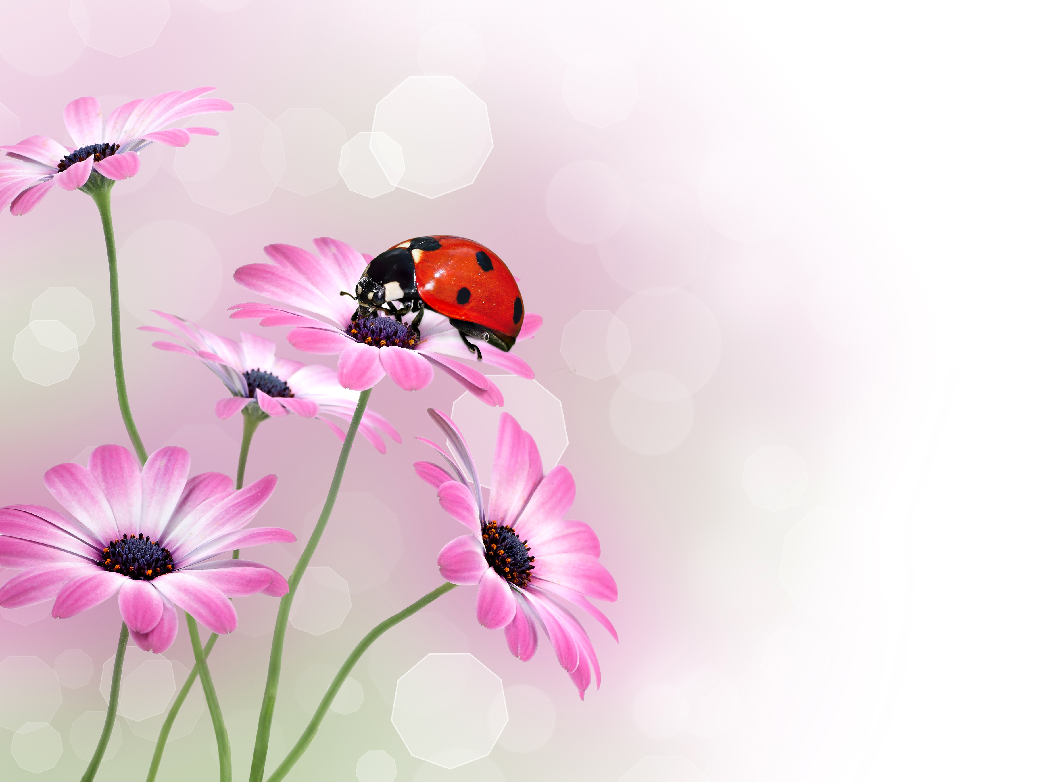Ladybug Flower Wallpaper