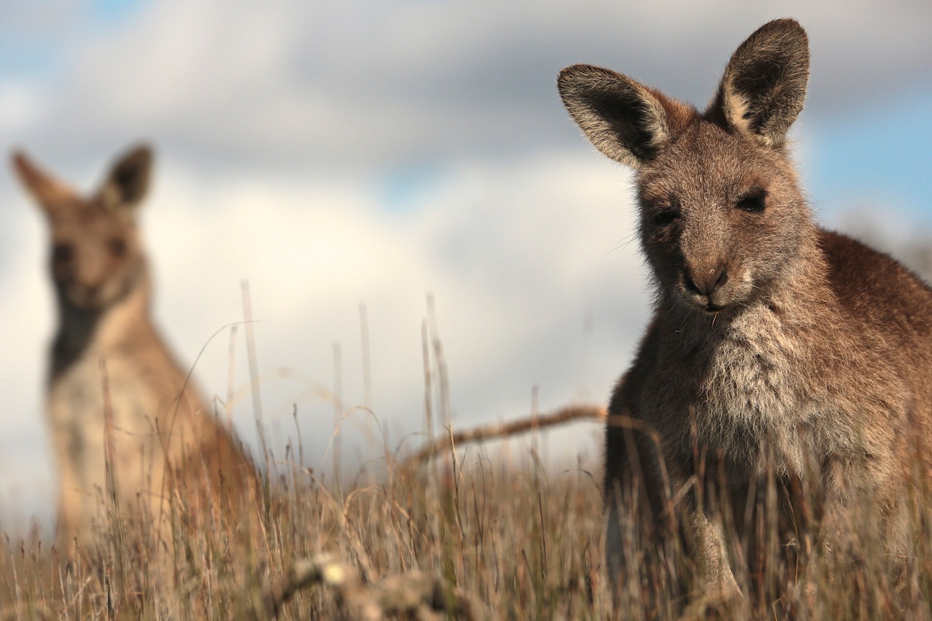 Kangaroo HD Wallpaper