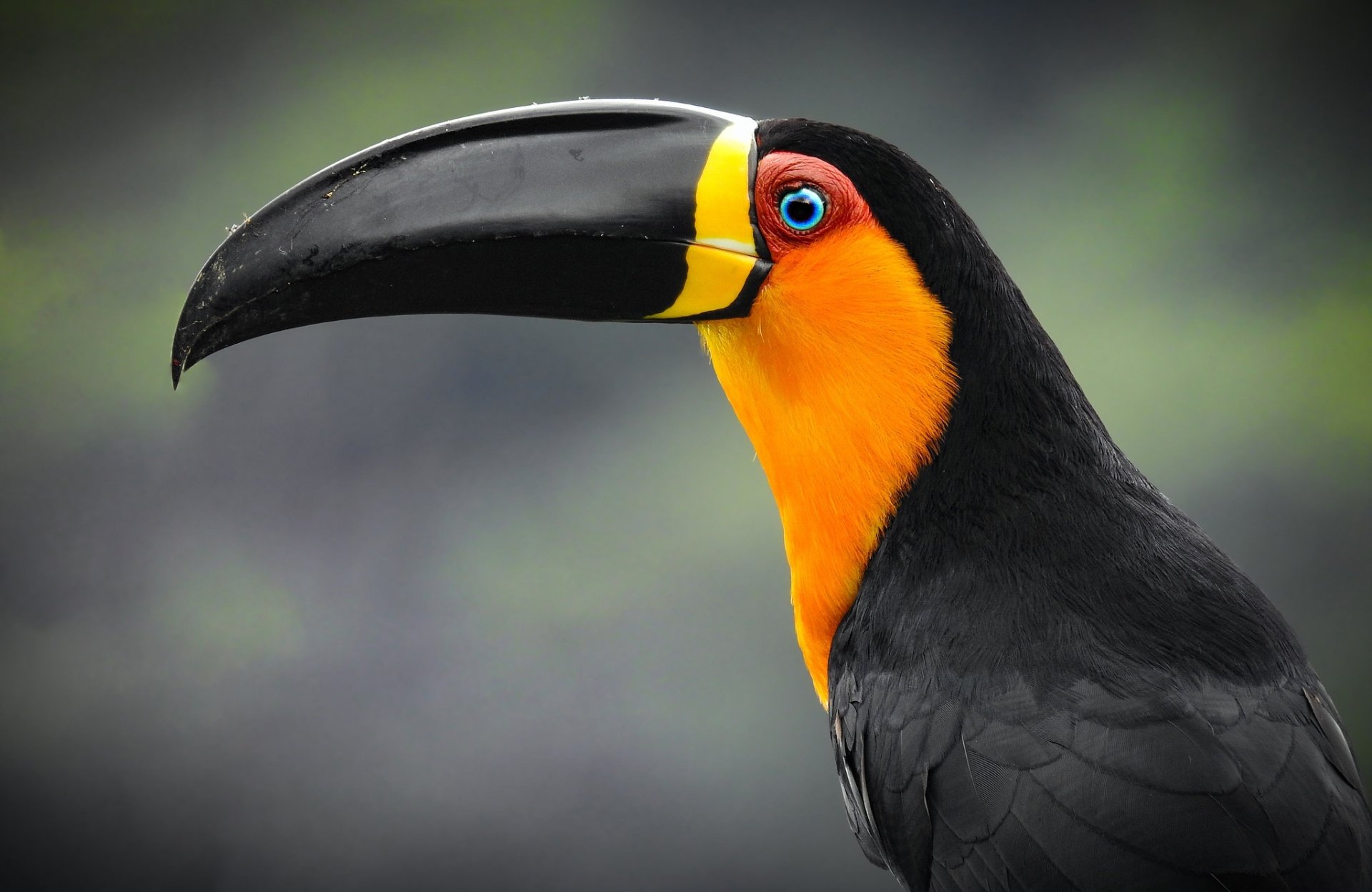 Download Beak Bird Animal Toucan HD Wallpaper
