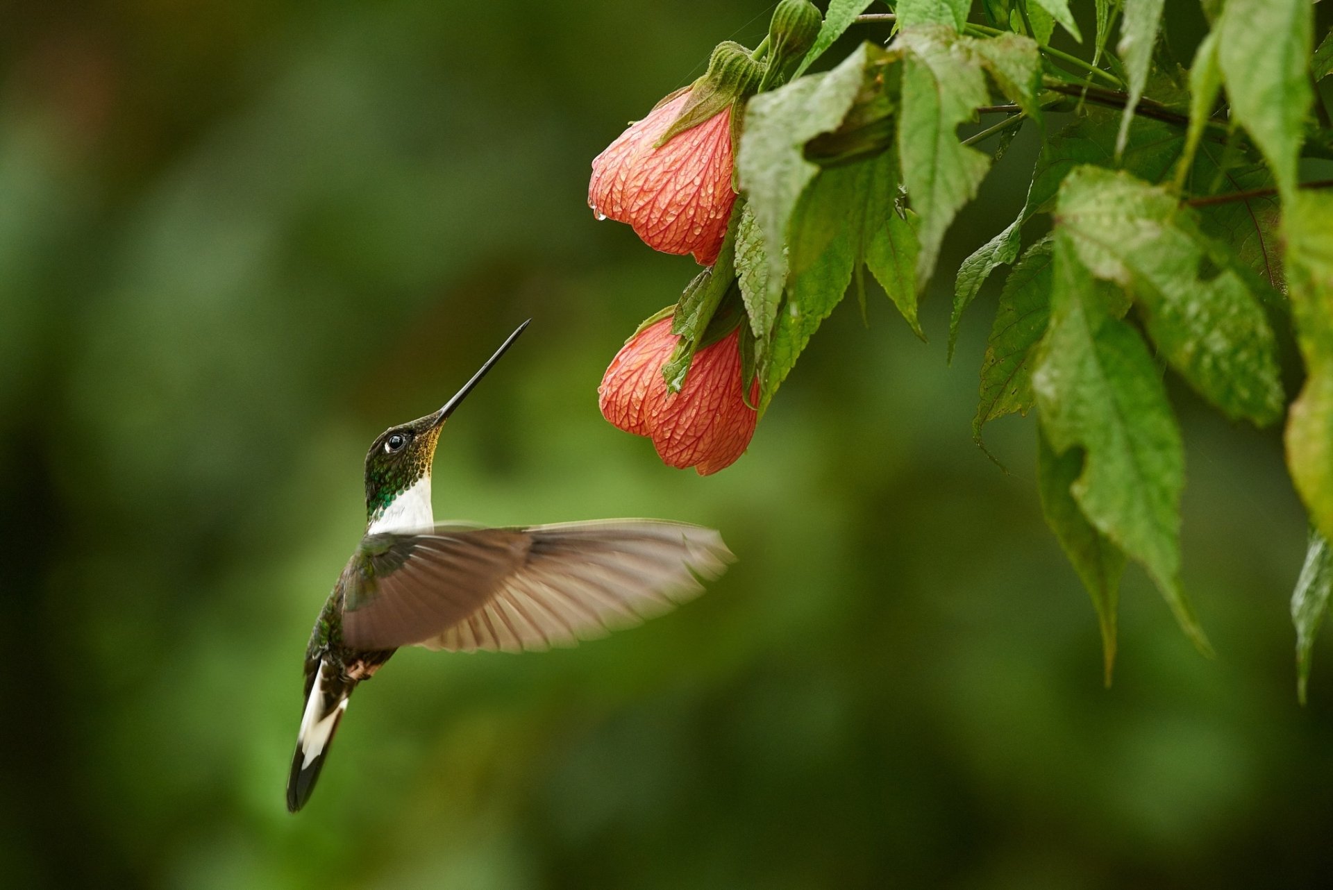 Majestic Hummingbird in Macro Bloom – HD Nature Wallpaper