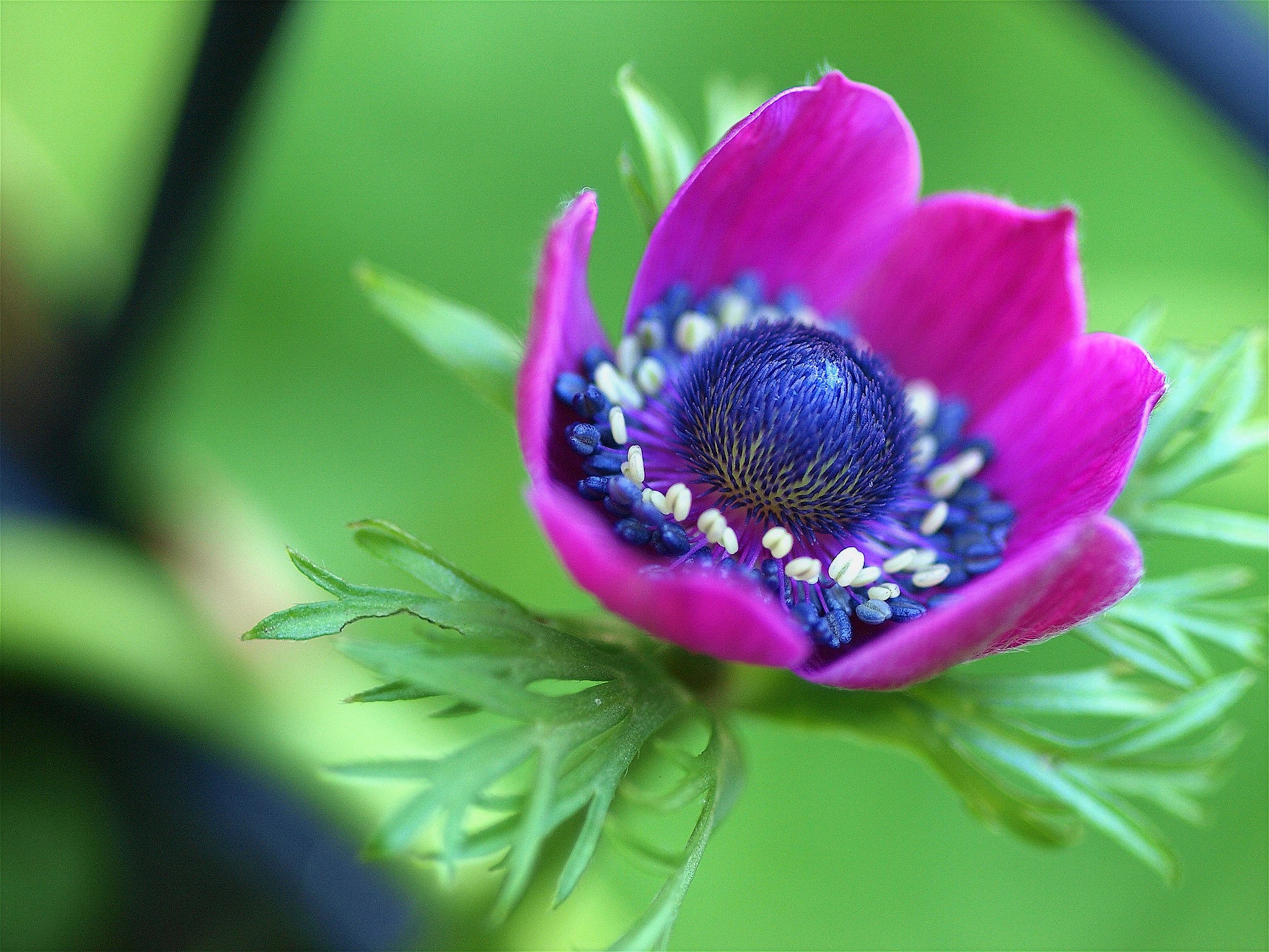 Wallpaper Anemone Flower Blue