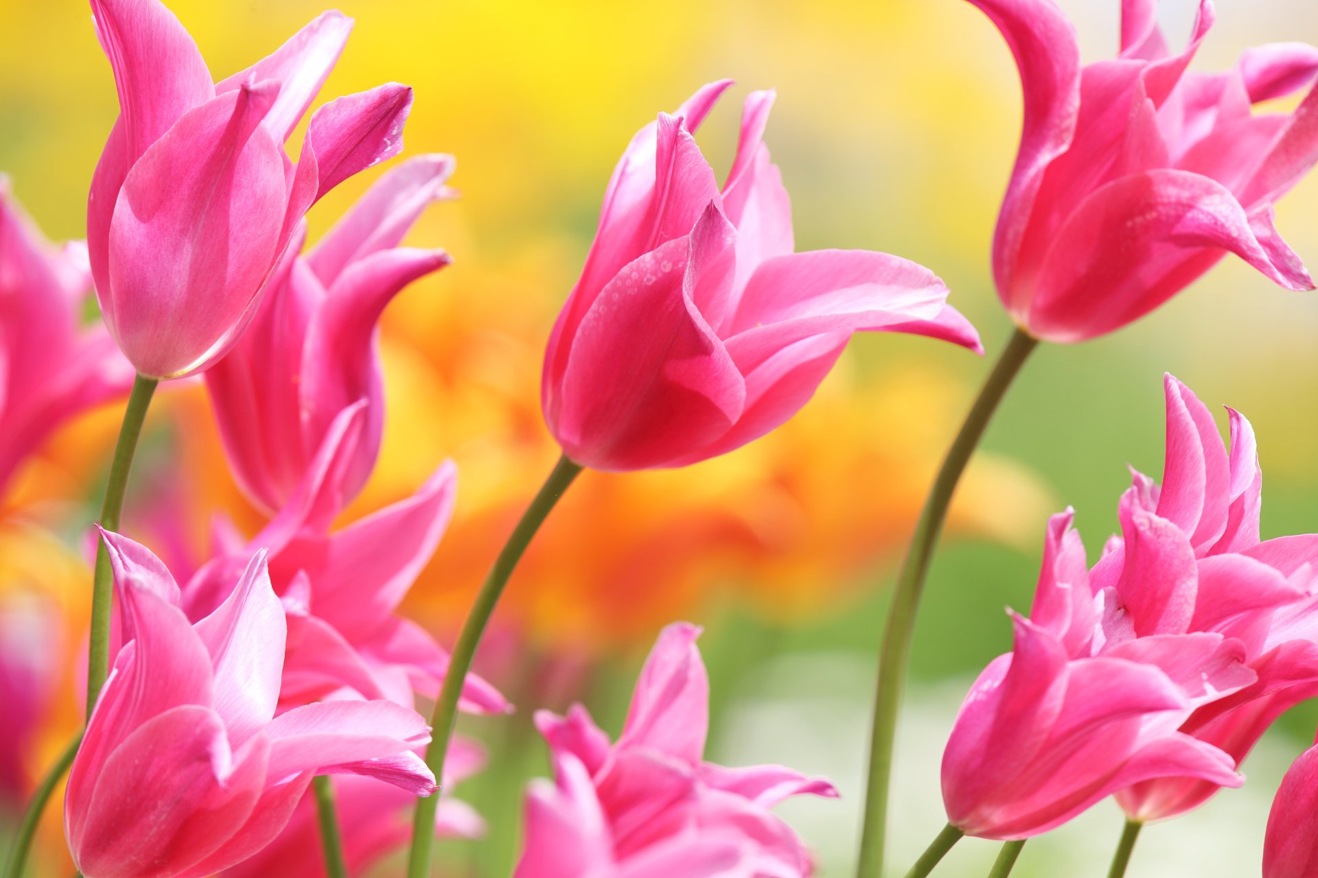Download Pink Flower Macro Flower Nature Tulip 4k Ultra HD Wallpaper ...