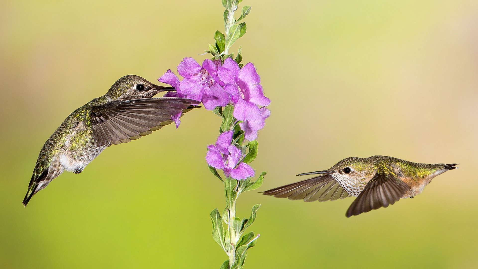 Purple Hummingbird Wallpaper