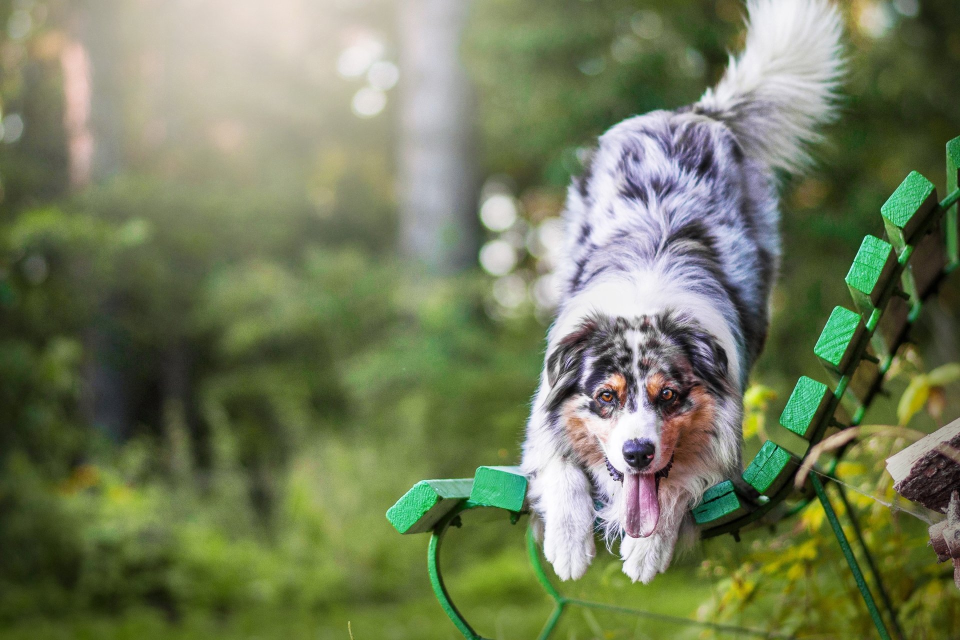 Download Depth Of Field Bench Stare Dog Animal Australian Shepherd HD ...