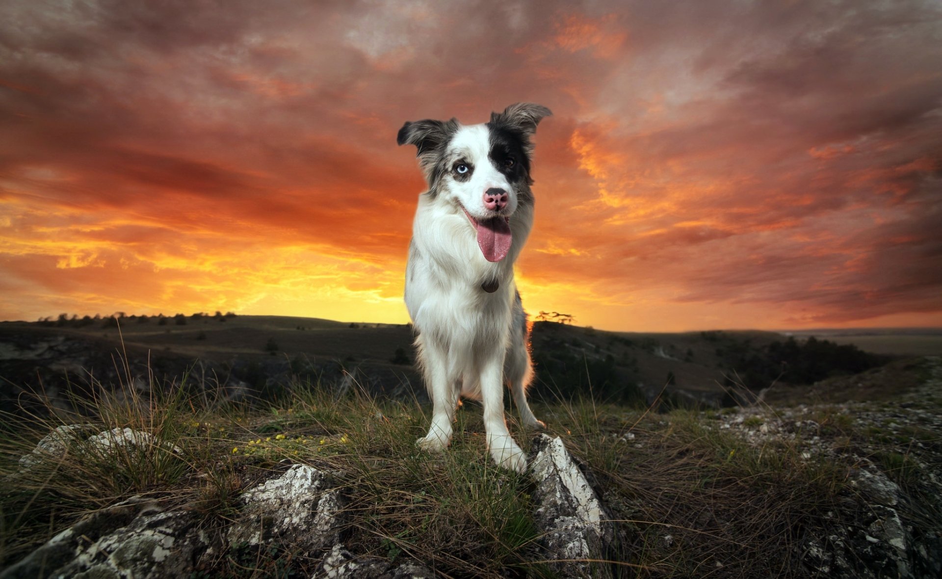 Download Cloud Landscape Sunset Dog Animal Border Collie HD Wallpaper