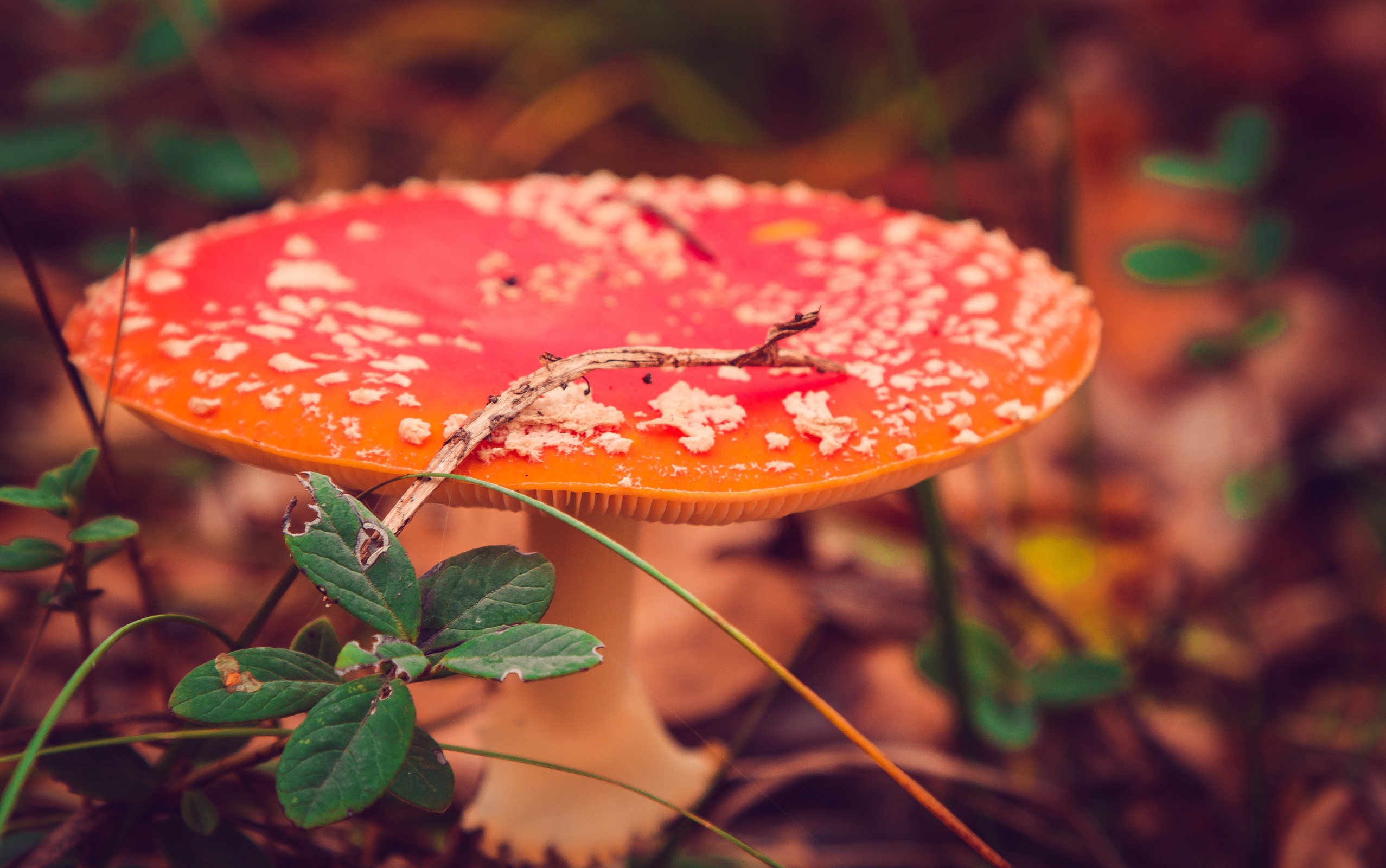 Download Fall Close-up Nature Mushroom HD Wallpaper