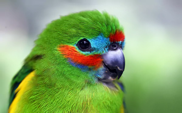 [70+] Parrot 4k Wallpapers