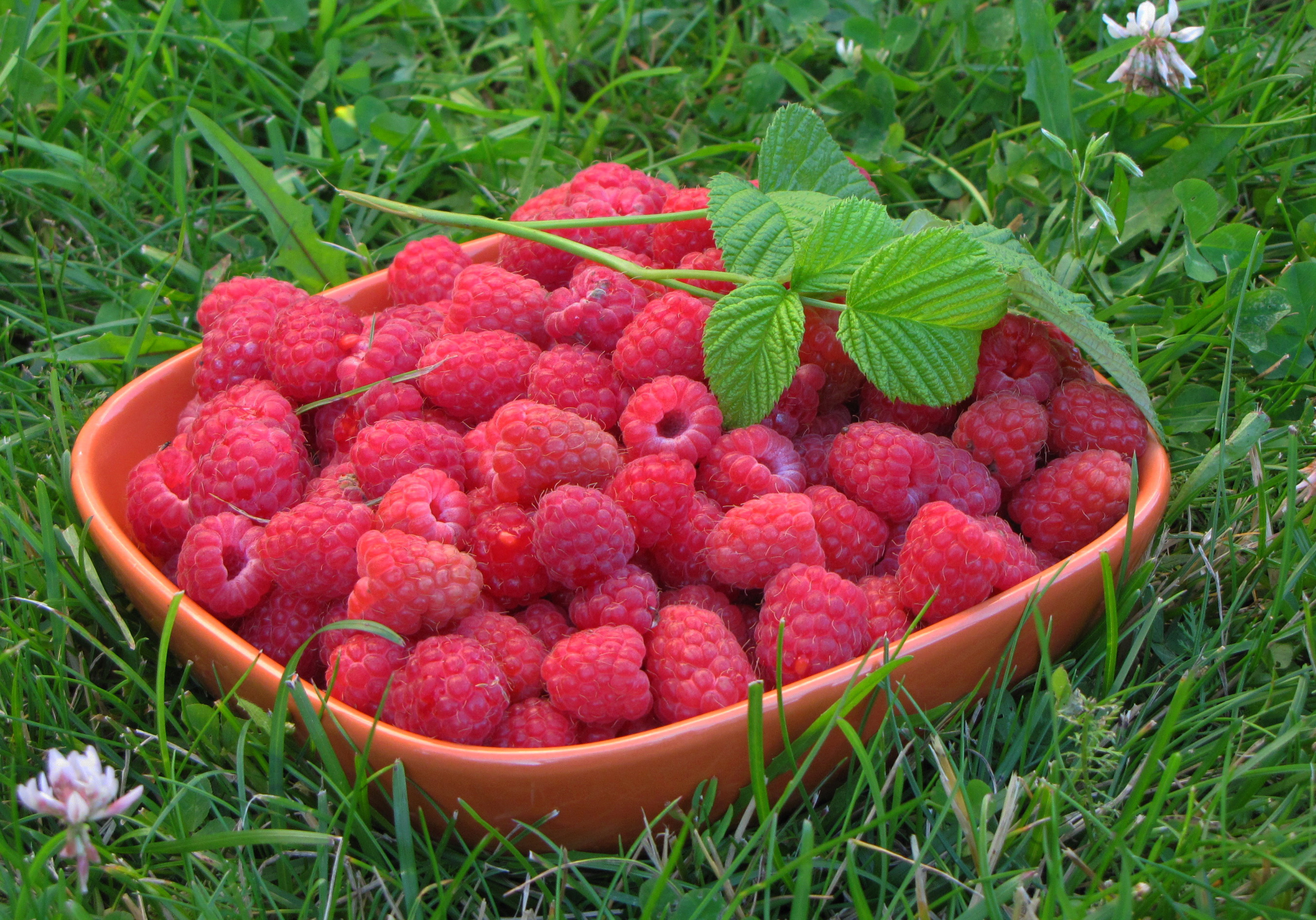 Raspberry HD Wallpaper