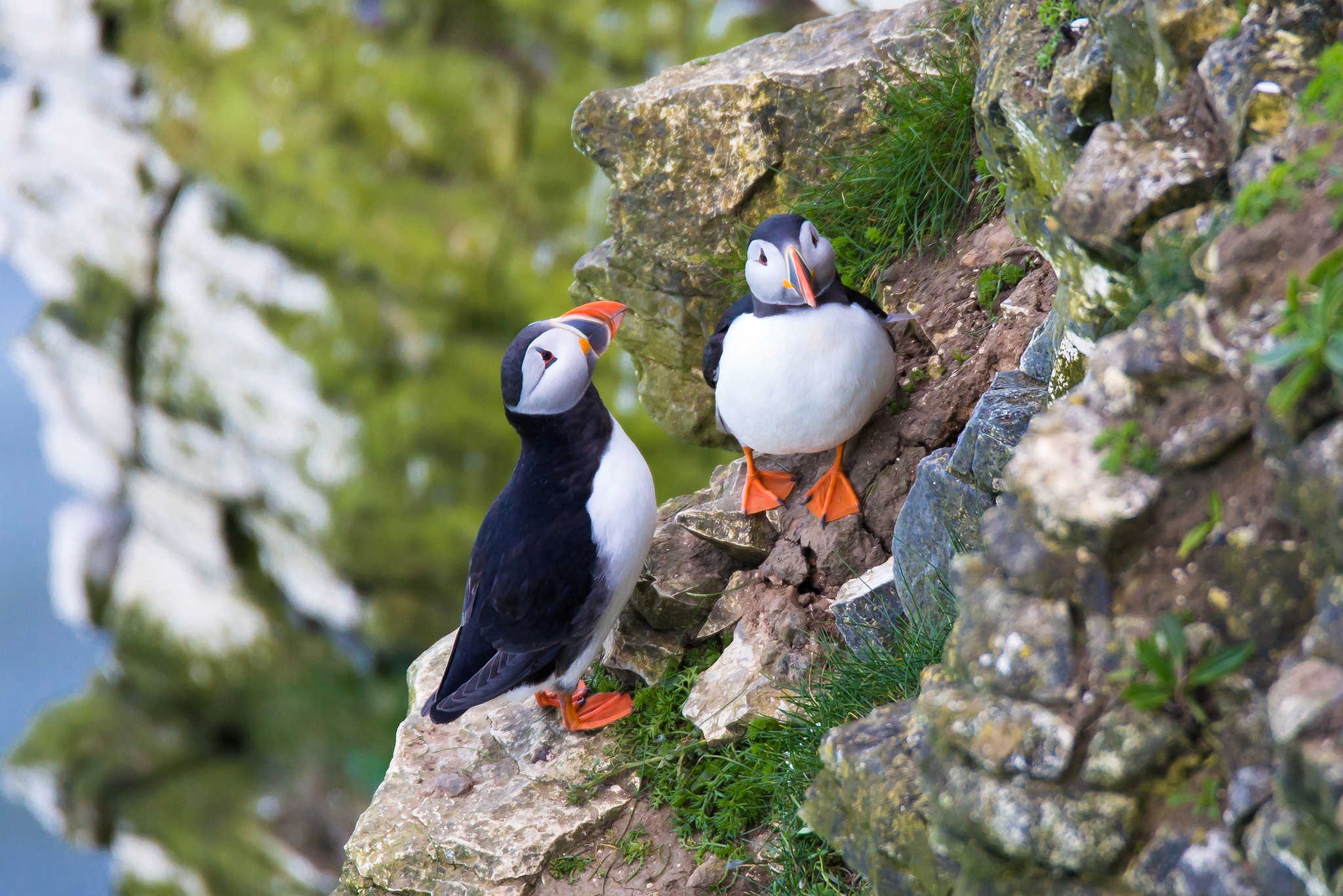 Puffin HD Wallpaper
