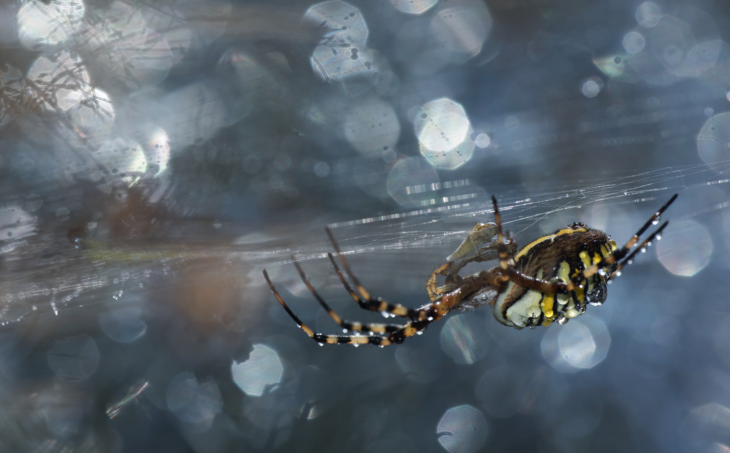 Spiders 3d Hd Wallpapers