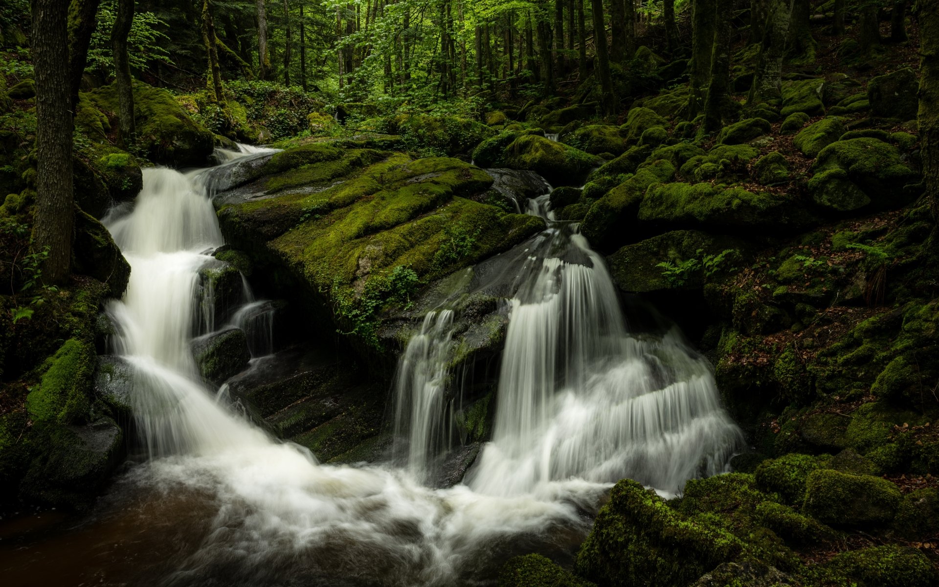 Download Foam Moss Nature Stream 4k Ultra HD Wallpaper