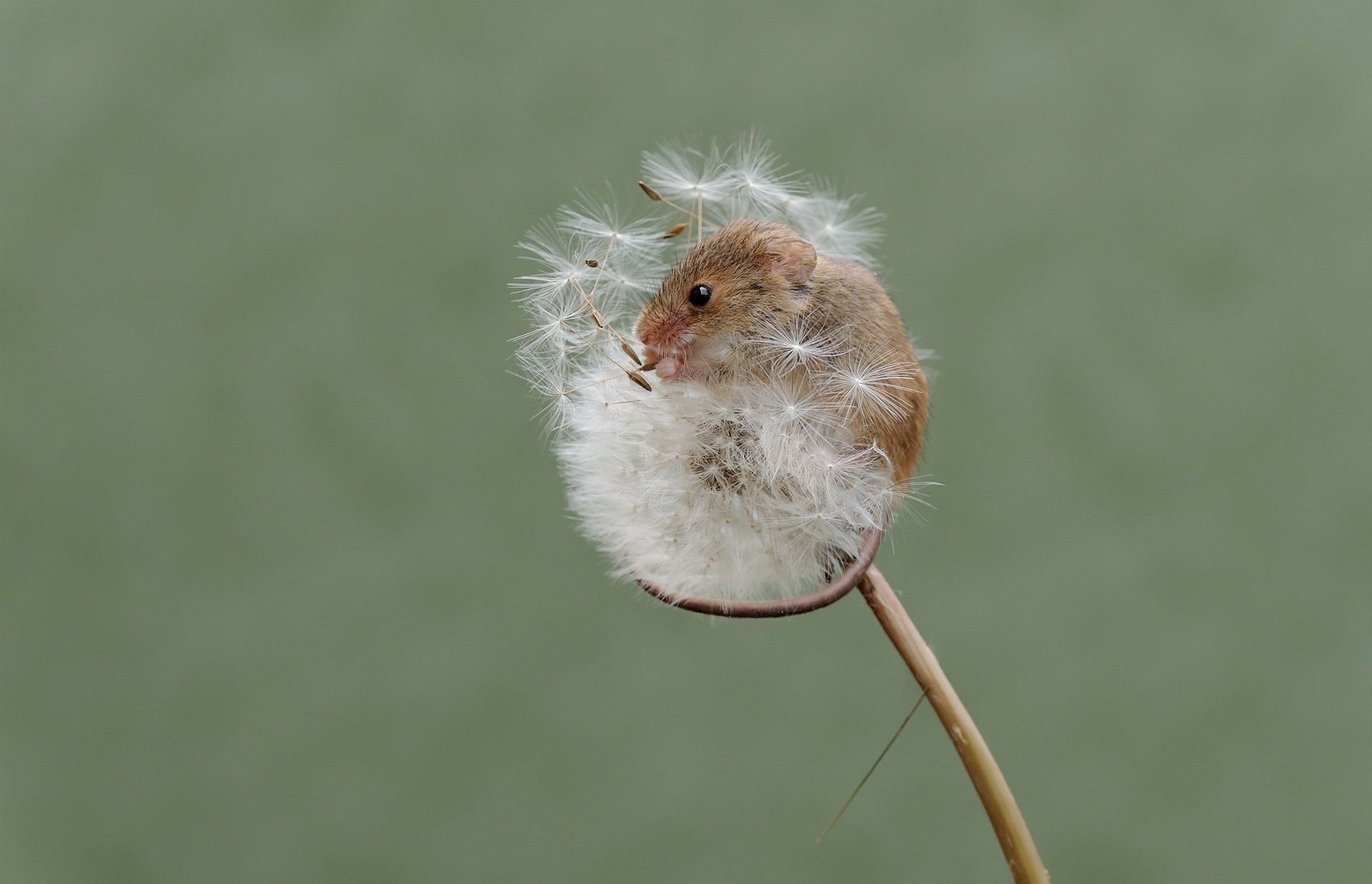 Tiny Mouse on Delicate Dandelion - HD Close-Up Nature Wallpaper