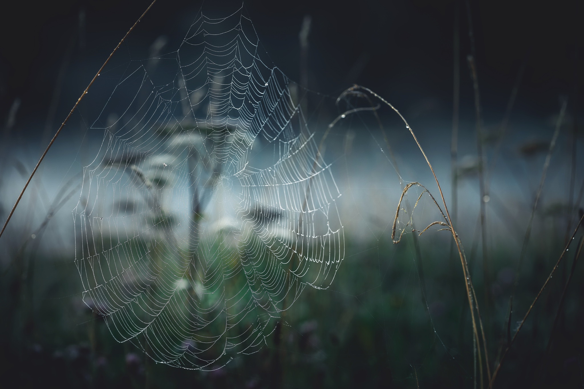 Download Macro Photography Spider Web HD Wallpaper