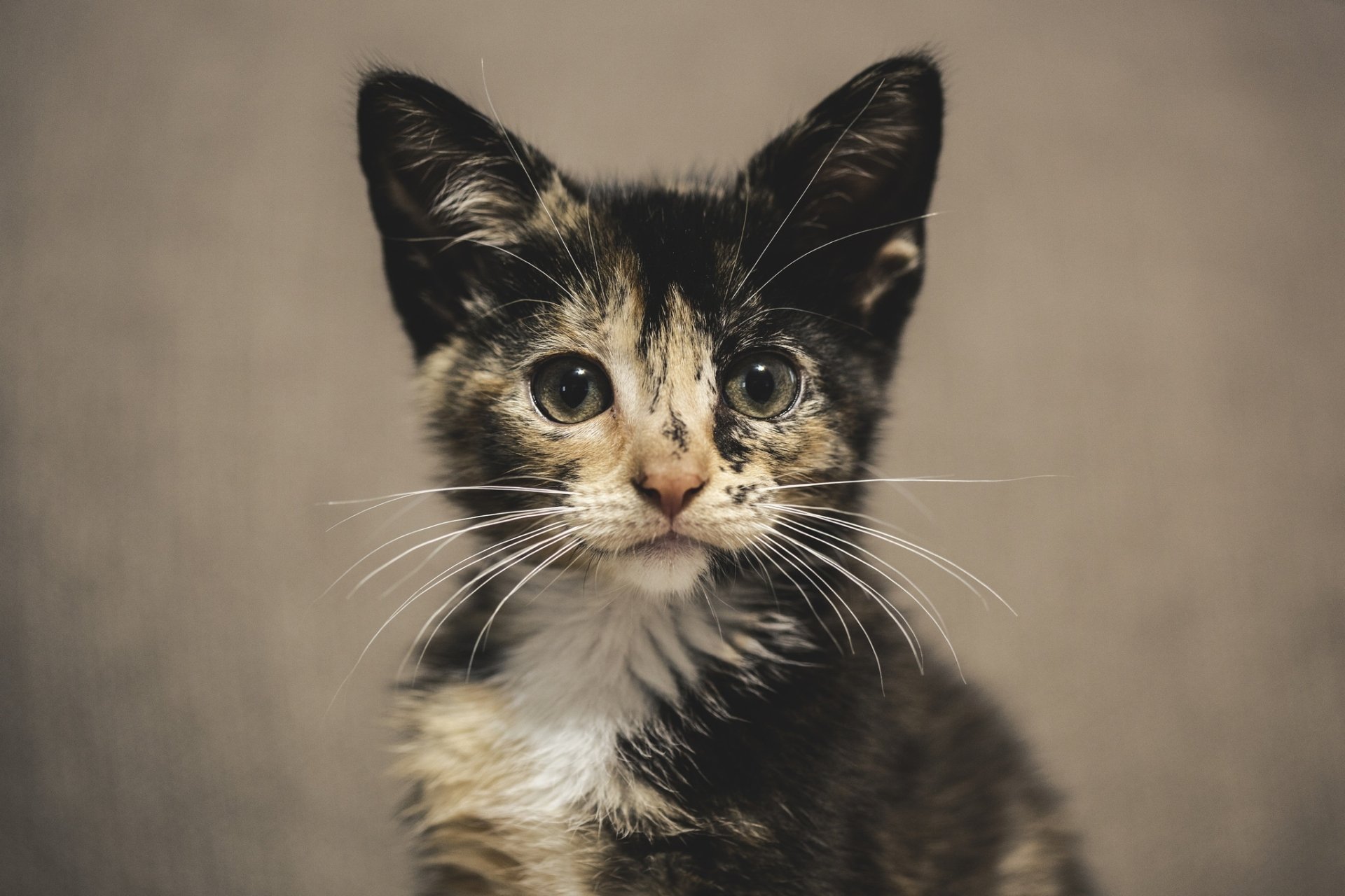 Wide-Eyed Kitten Gaze — HD Baby Cat Wallpaper