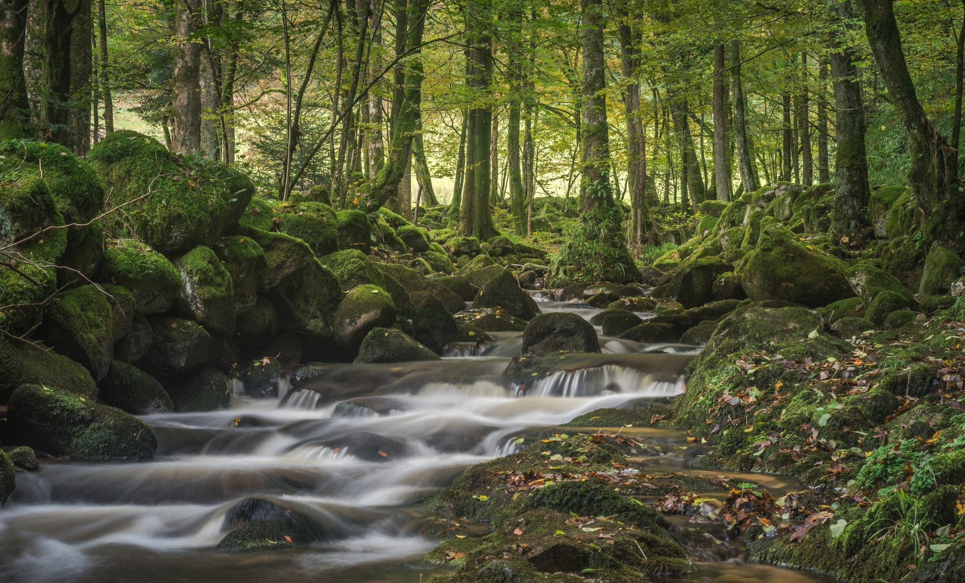 Download Greenery Moss Forest Nature Stream 4k Ultra HD Wallpaper