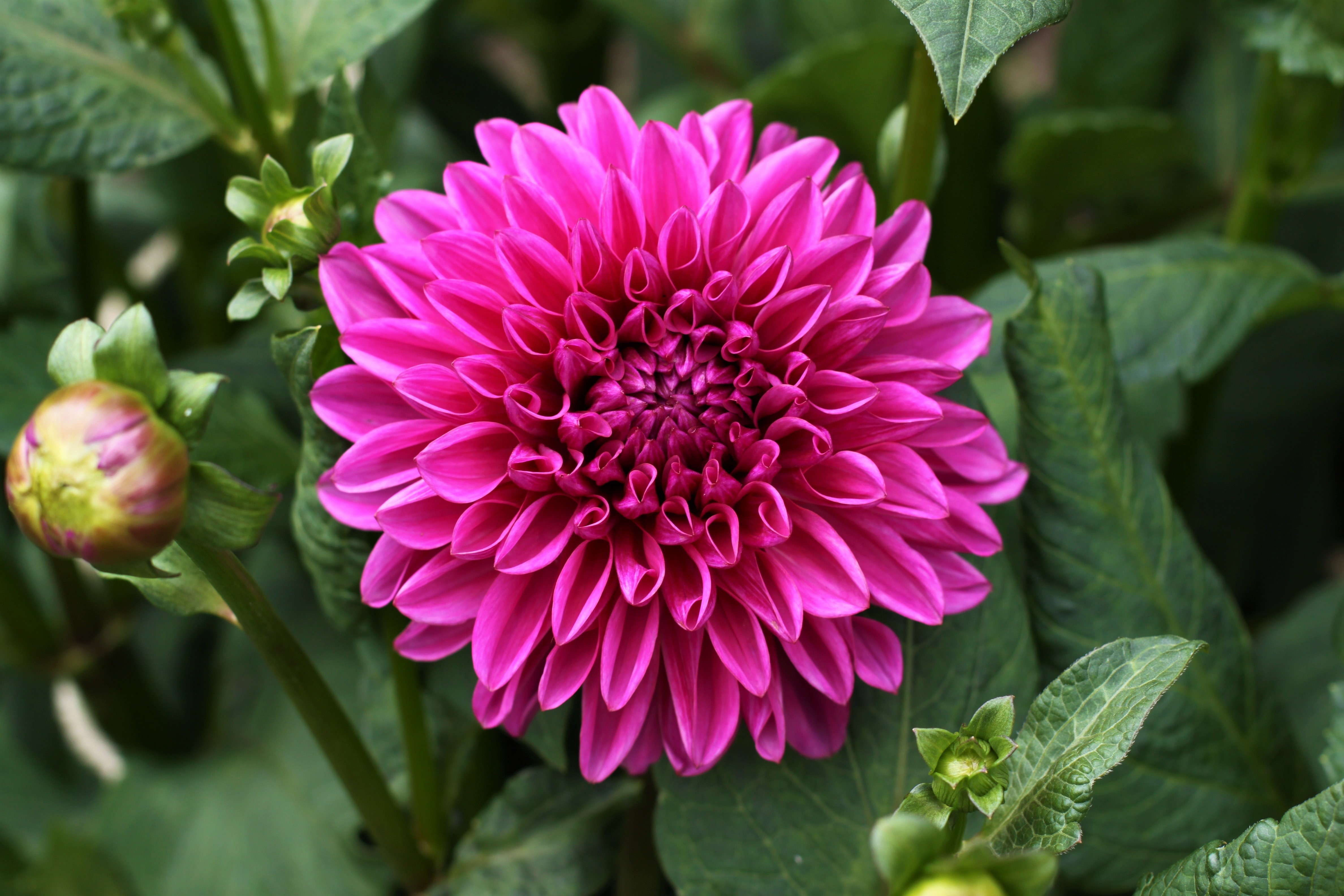 Download Pink Flower Flower Nature Dahlia 4k Ultra HD Wallpaper