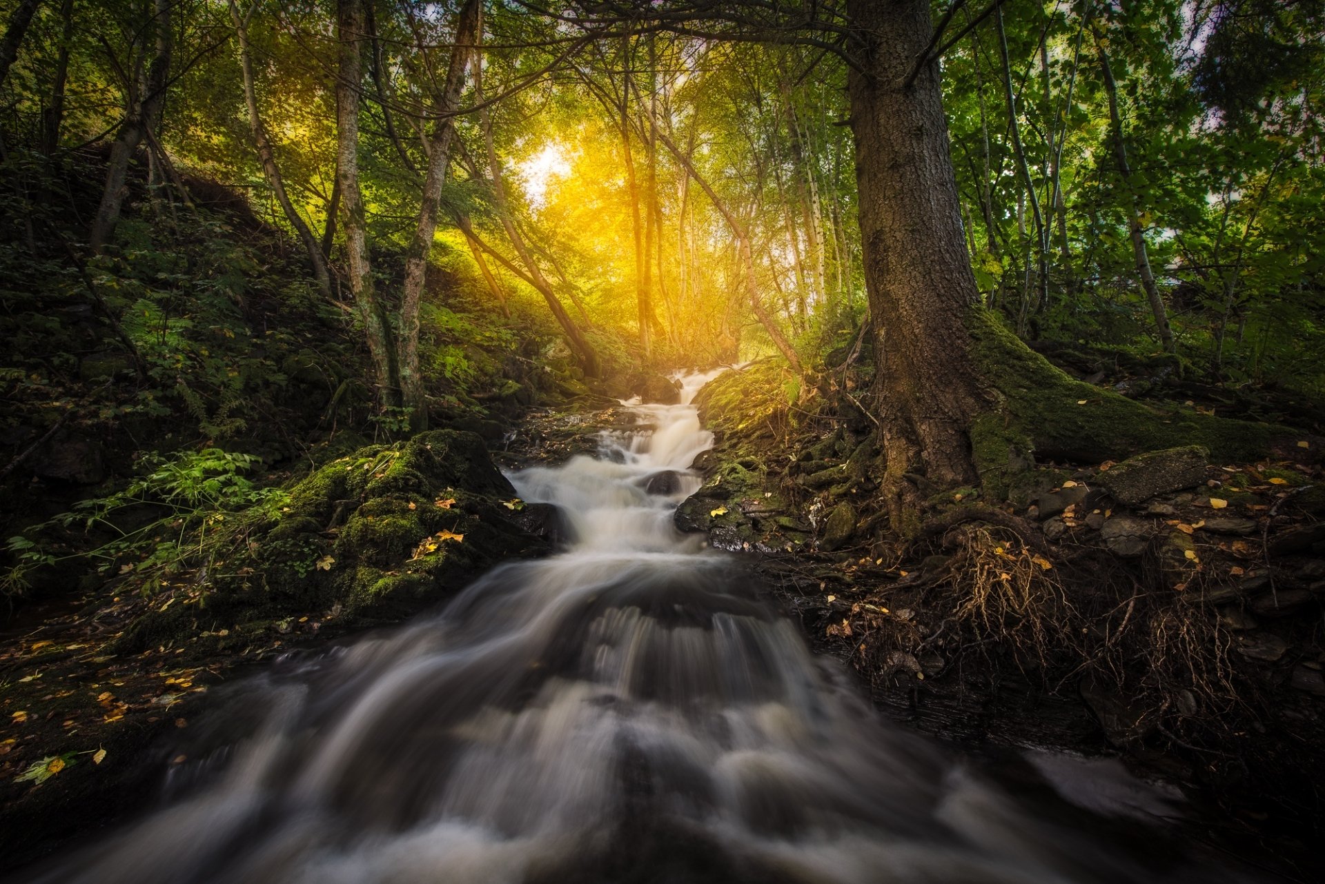 Download Tree Sunbeam Forest Nature Stream HD Wallpaper | 2000x1335 ...