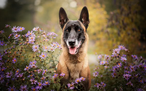 [20+] Belgian Malinois Wallpapers