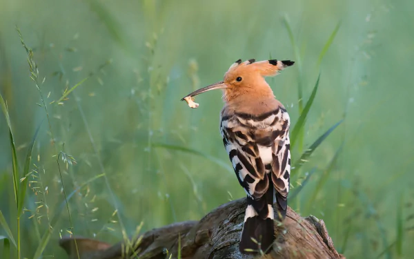 Hoopoe Beauty HD