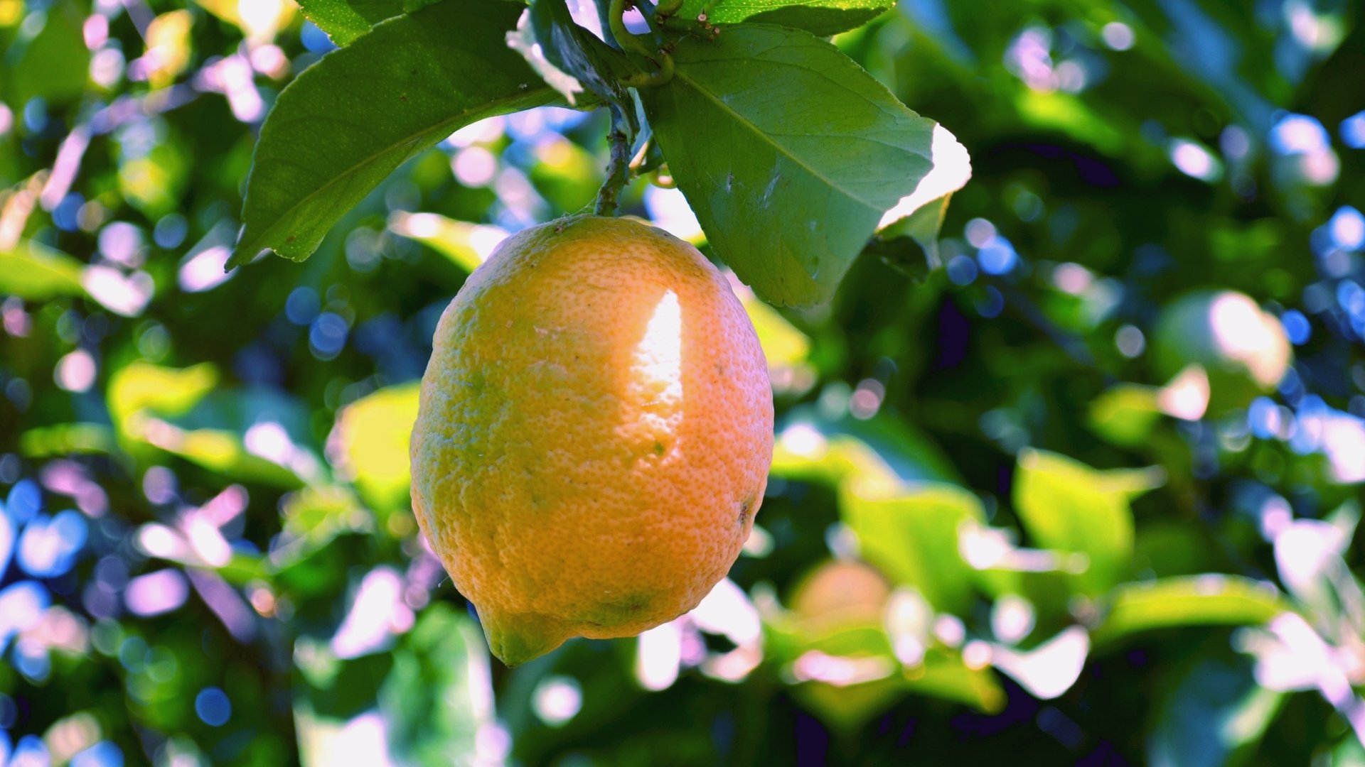 A Lemon Tree at my Neighbours House by lonewolf6738 | 2169x1220 ...