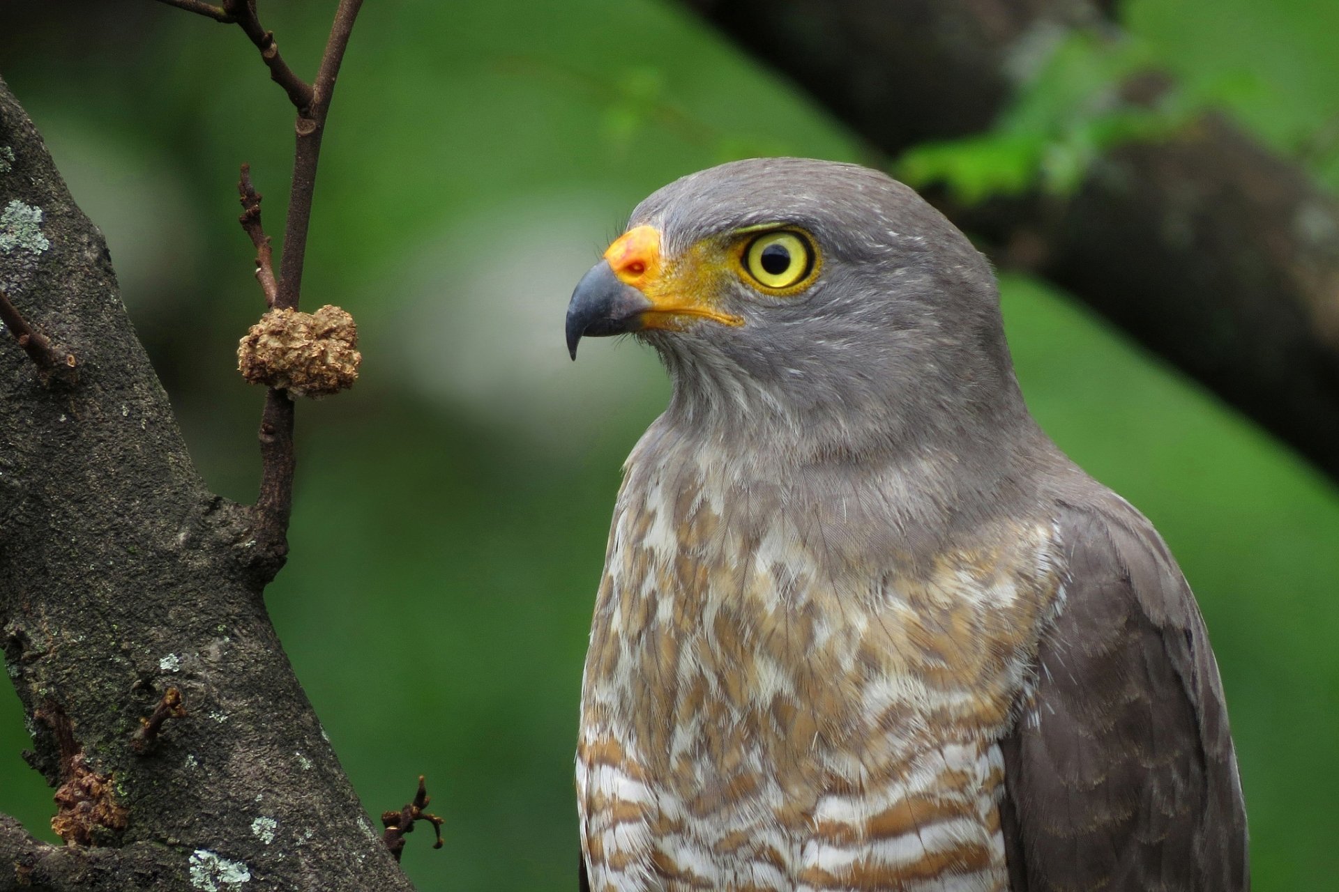 Download Bird Of Prey Bird Animal Hawk HD Wallpaper