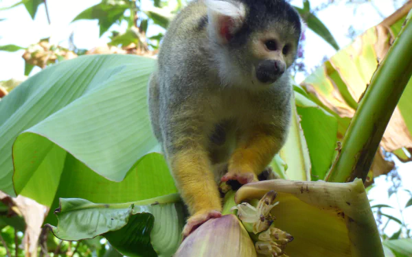 [80+] Monkey 4k Wallpapers