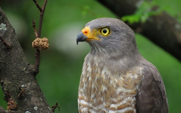 Hawk 4k Ultra HD Wallpaper | Background Image | 5200x3250