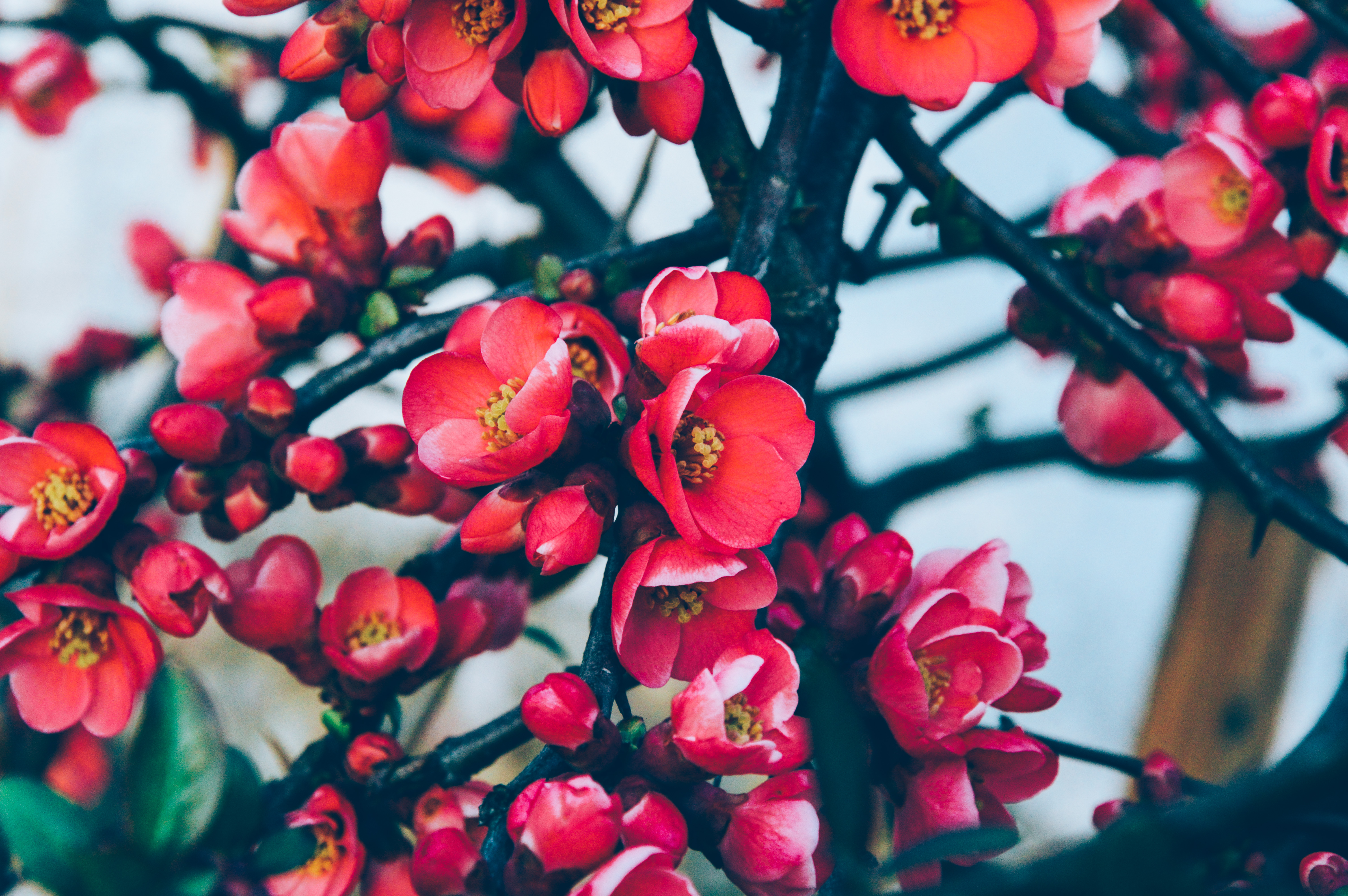 Blossom 4k Ultra HD Wallpaper