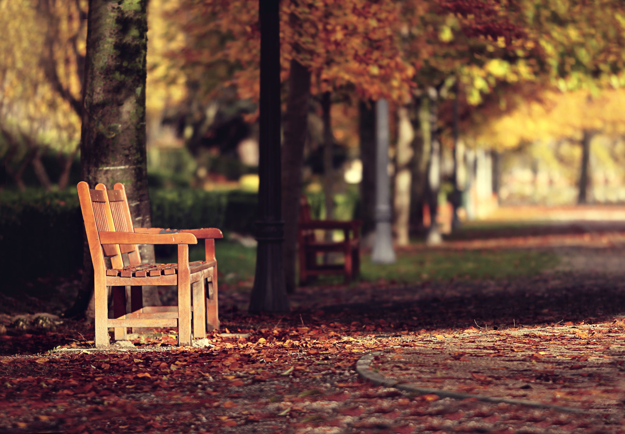 Download Bench Fall Depth Of Field Photography Park HD Wallpaper