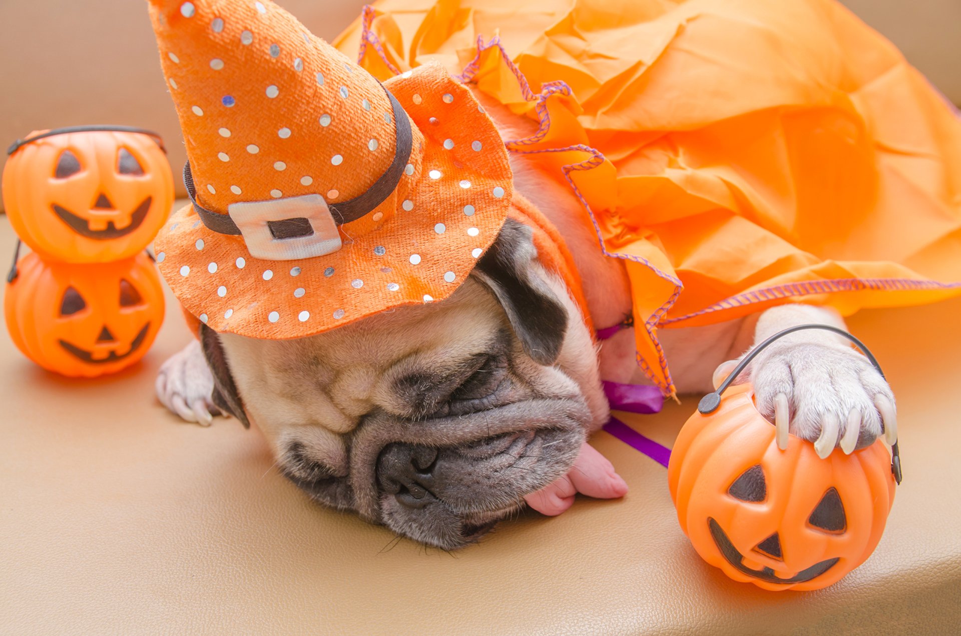 Spooky Pug Halloween Holiday HD Wallpaper Delight