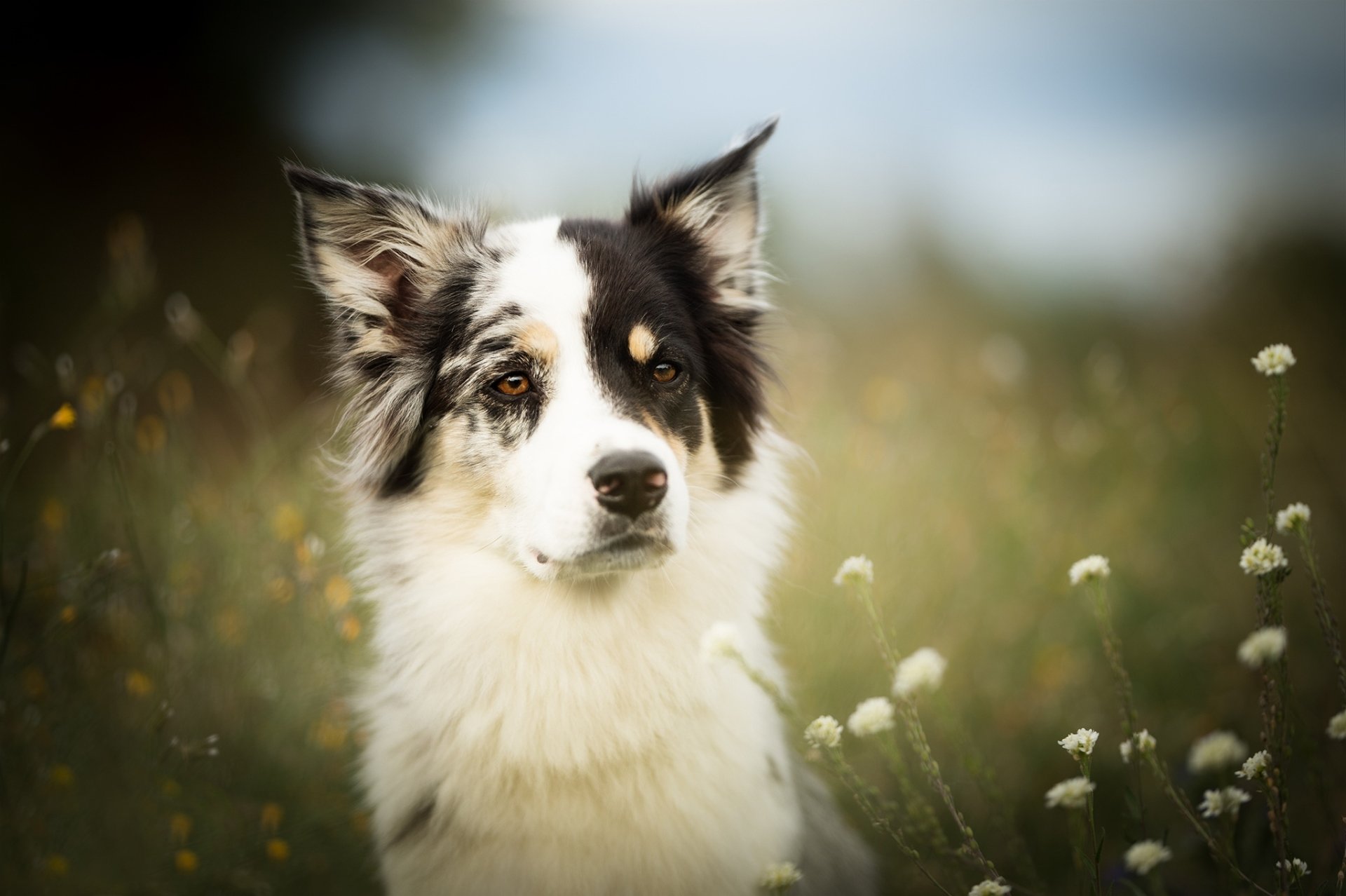 Download Dog Animal Border Collie HD Wallpaper