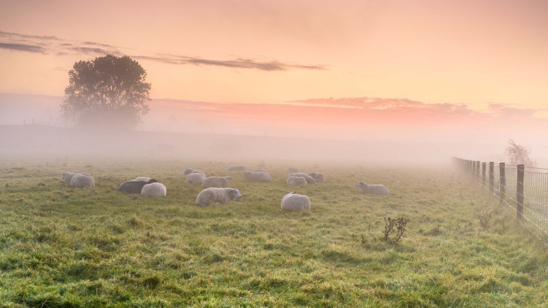Sunrise Mist on Sheep-Dotted Field — HD Wallpaper
