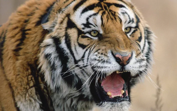 Download Roar Face Animal Lion HD Wallpaper