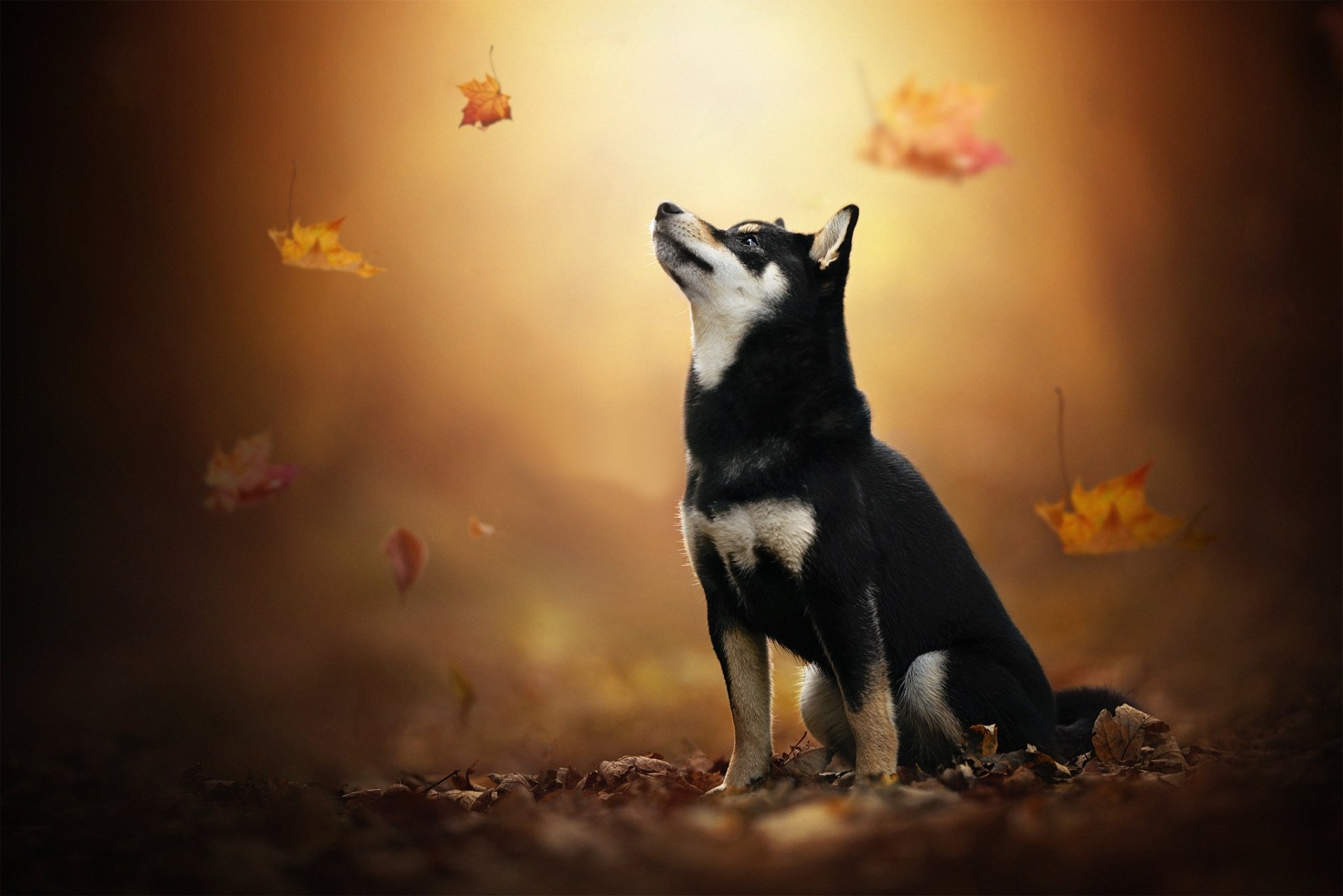 Majestic Husky Puppy Amidst Falling Autumn Leaves | HD Animal Wallpaper