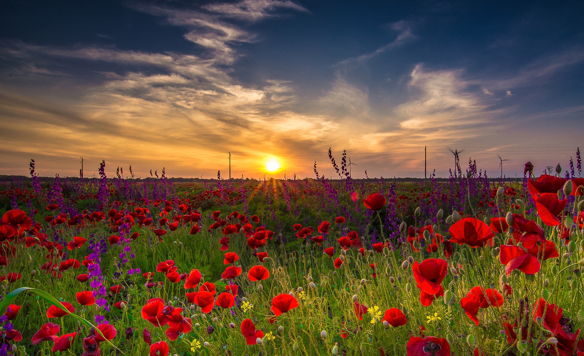 Summer Sunset Over Purple and Red Flower Fields – HD Nature Wallpaper
