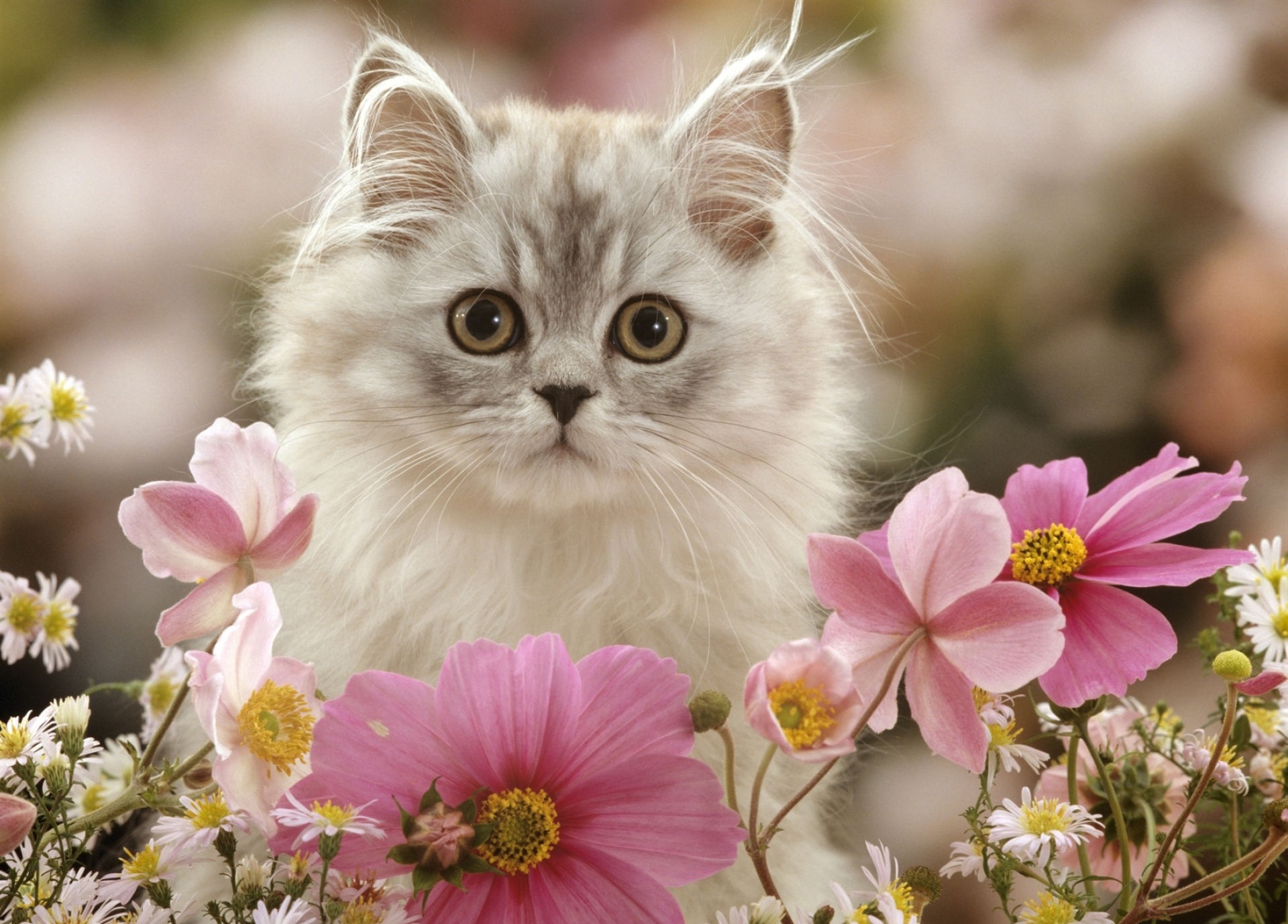 Download Pink Flower White Flower Stare Animal Cat HD Wallpaper