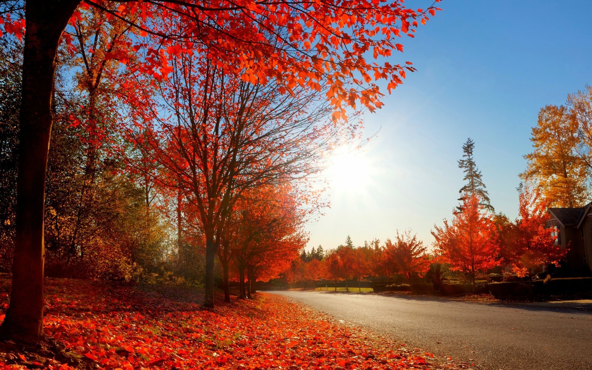 Autumn Roadscape: Vibrant Fall Trees HD Wallpaper