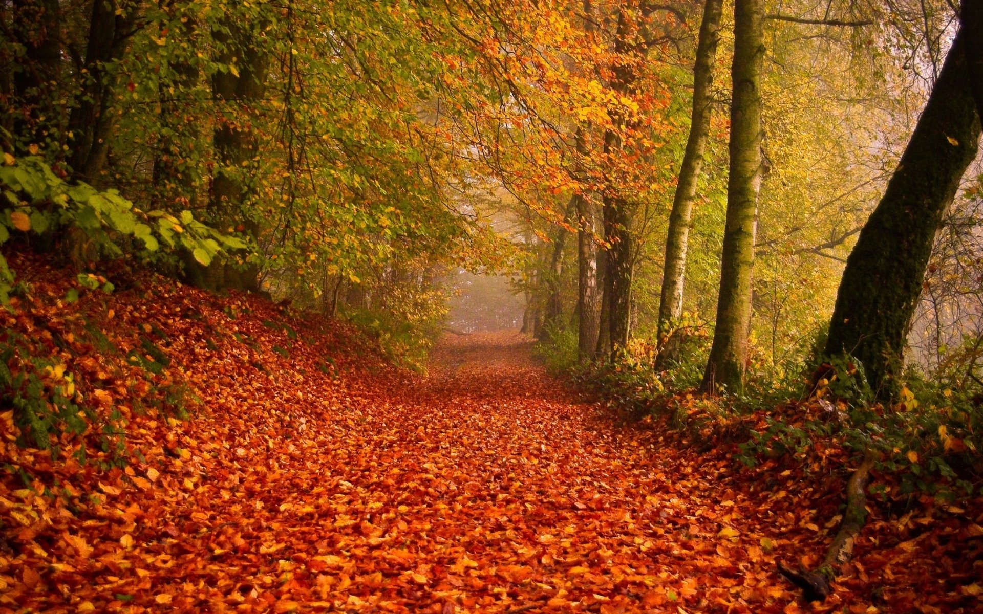 Download Path Leaf Fall Nature Forest HD Wallpaper