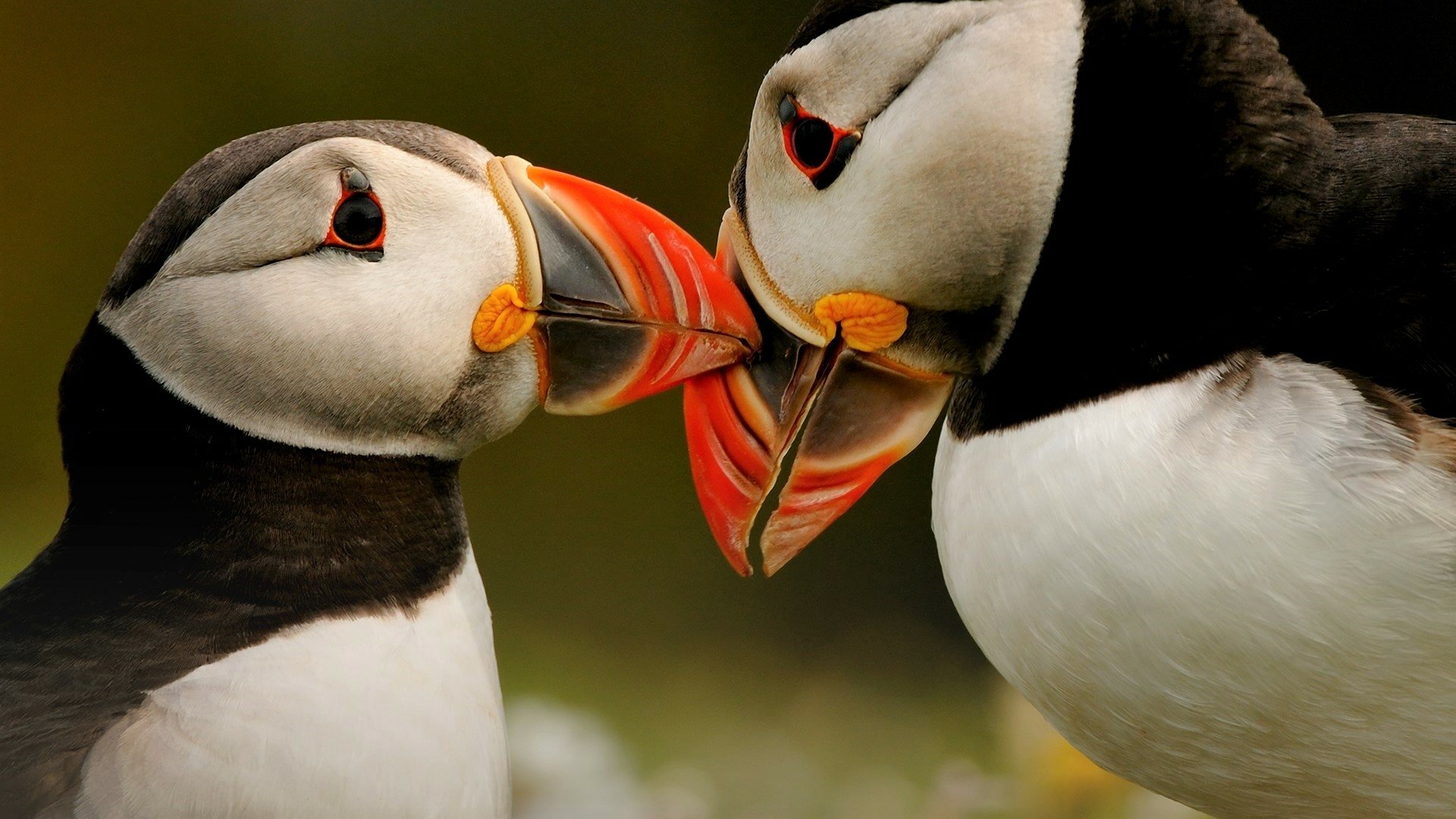 Colorful Puffin Kiss: Close-Up of Adorable Baby Bird HD Wallpaper