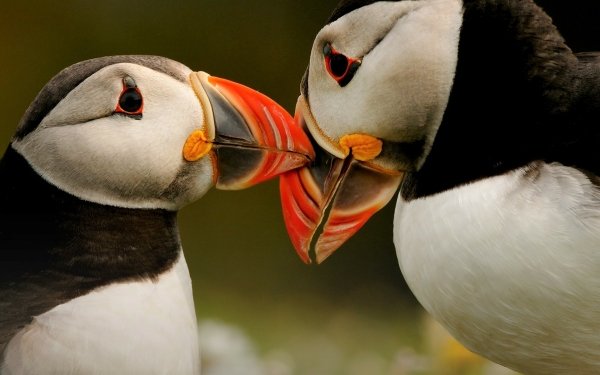 Puffin HD Wallpaper | Background Image | 2000x1258