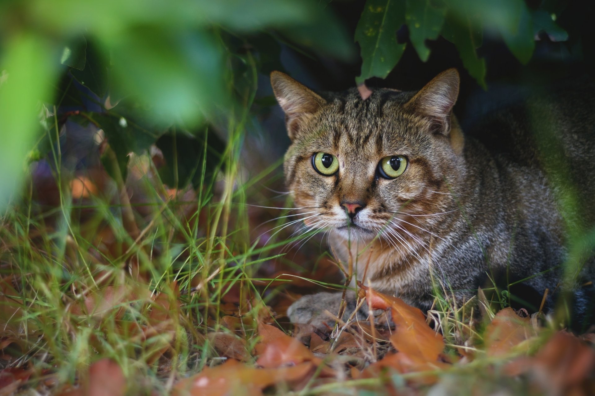 Intense Gaze: HD Cat Stare Amidst Nature