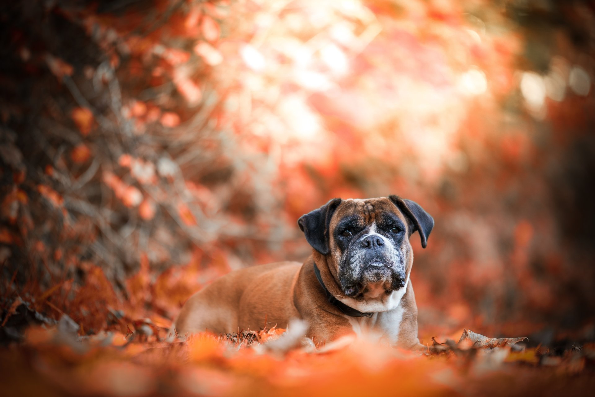 Desktop Wallpaper Boxer Dogs Boxer Dog HD Wallpapers And Background