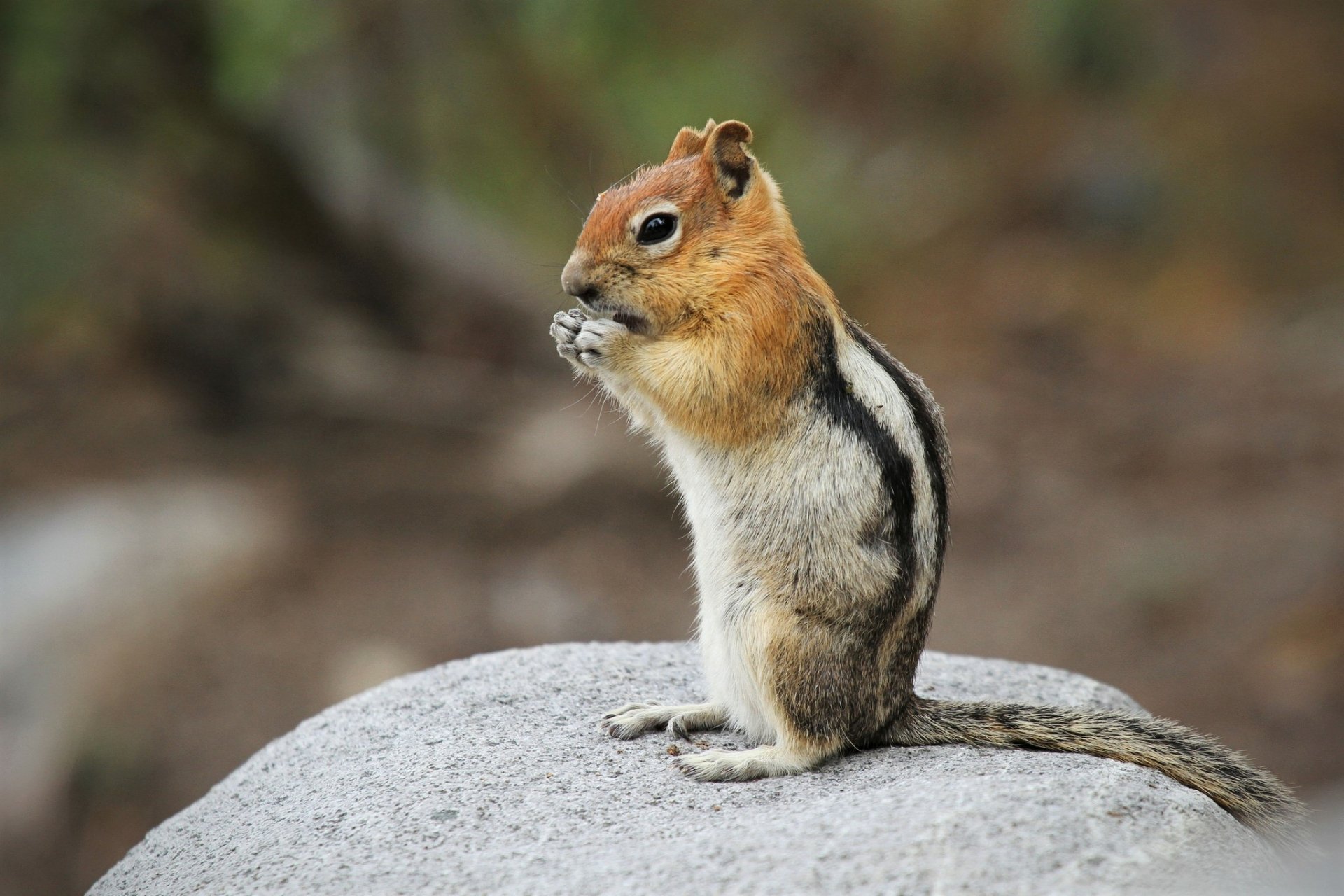 HD Chipmunk Charm: Close-Up of Nature’s Tiny Rodent Warrior