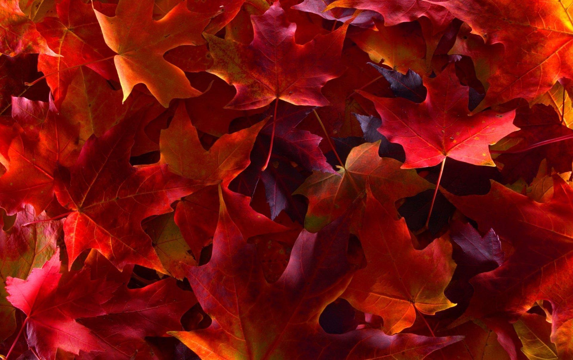 Vibrant Fall Leaves: A Close-Up HD Nature Wallpaper | 2048x1288 ...