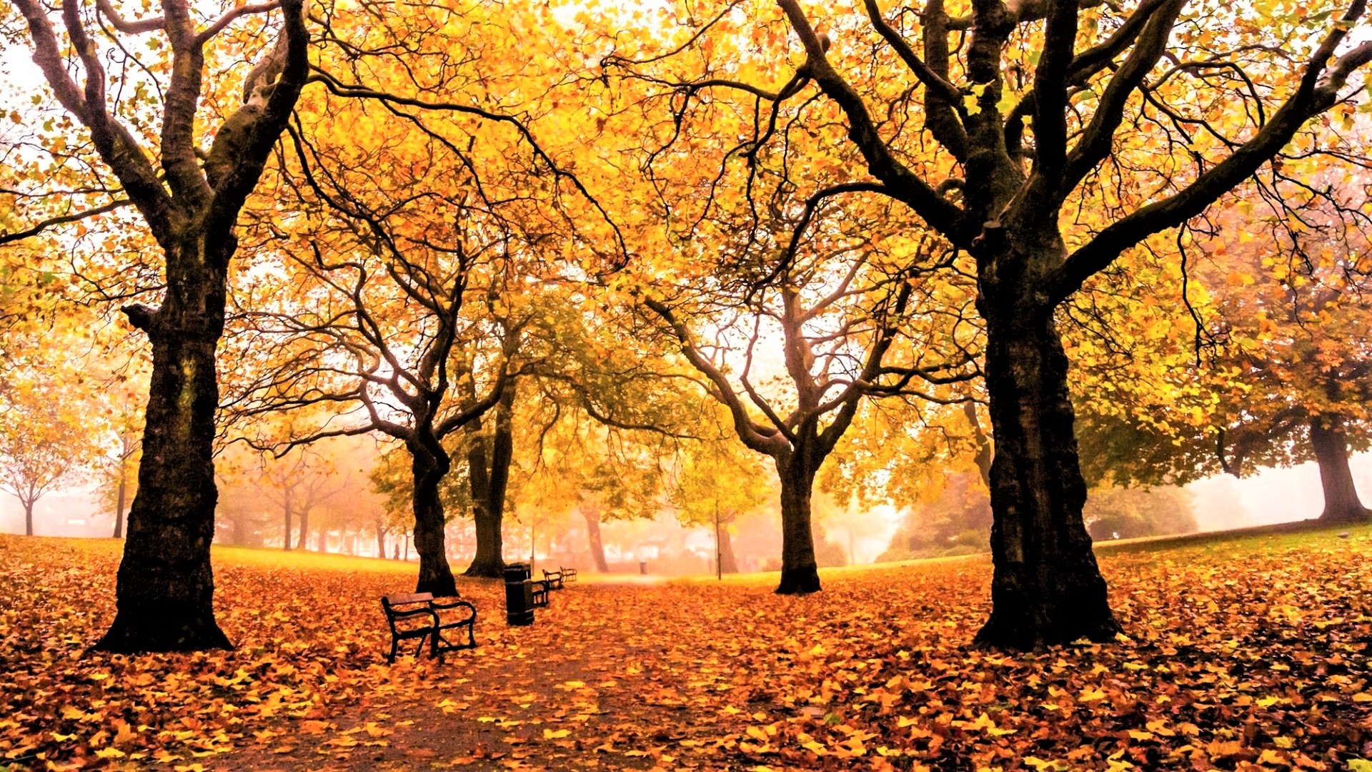 Download Tree Bench Fall Photography Park HD Wallpaper