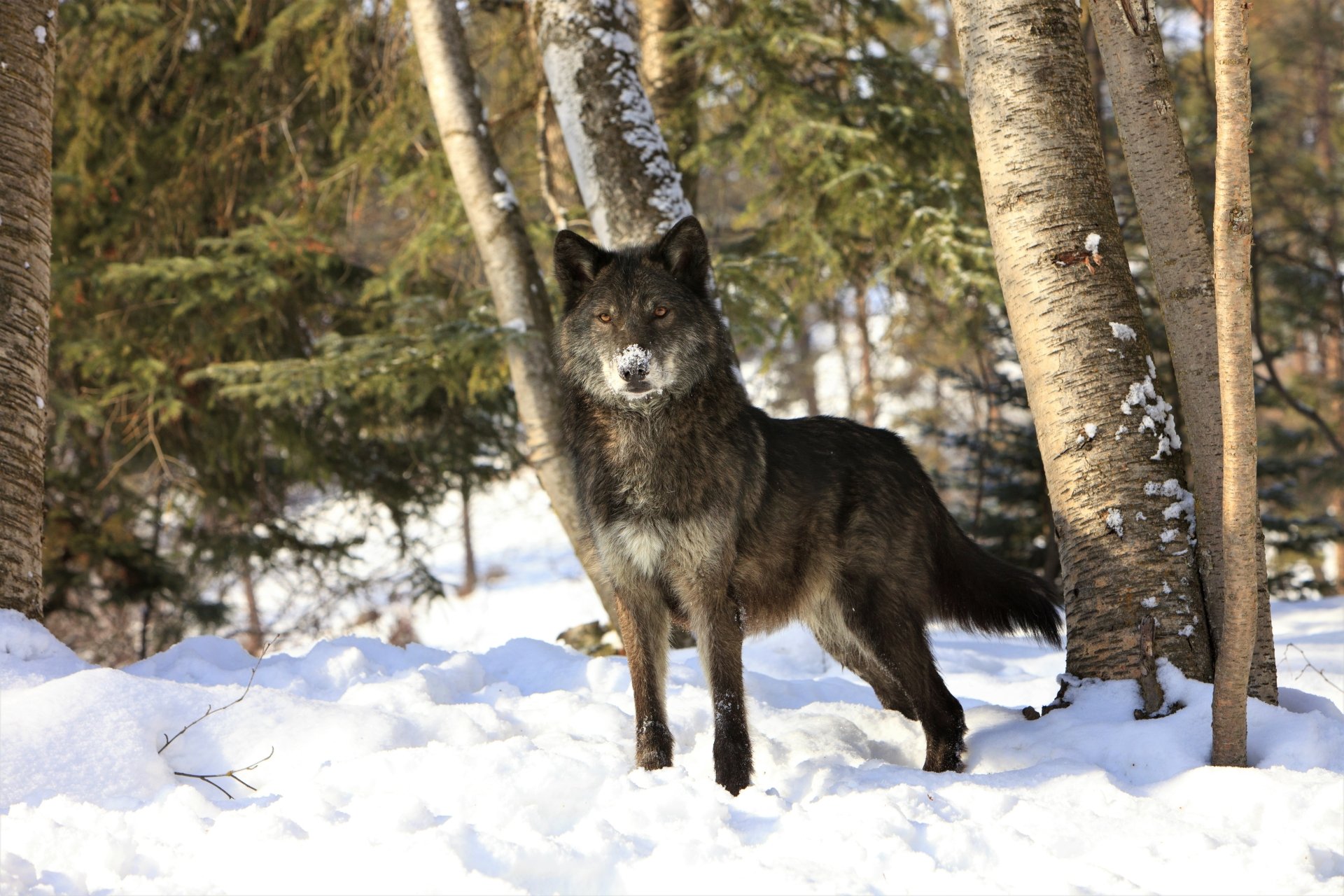 Download Snow Winter Animal Wolf 4k Ultra HD Wallpaper