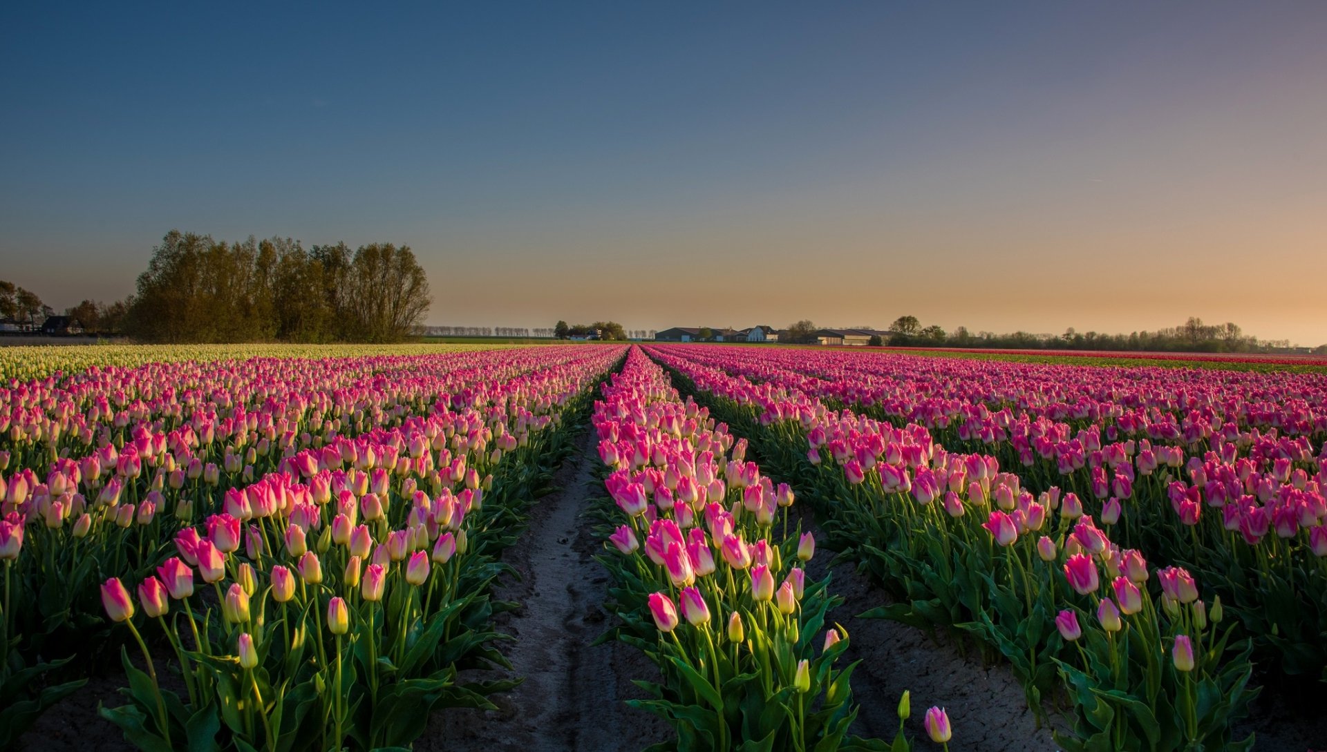 Summer Tulip Field HD Wallpaper