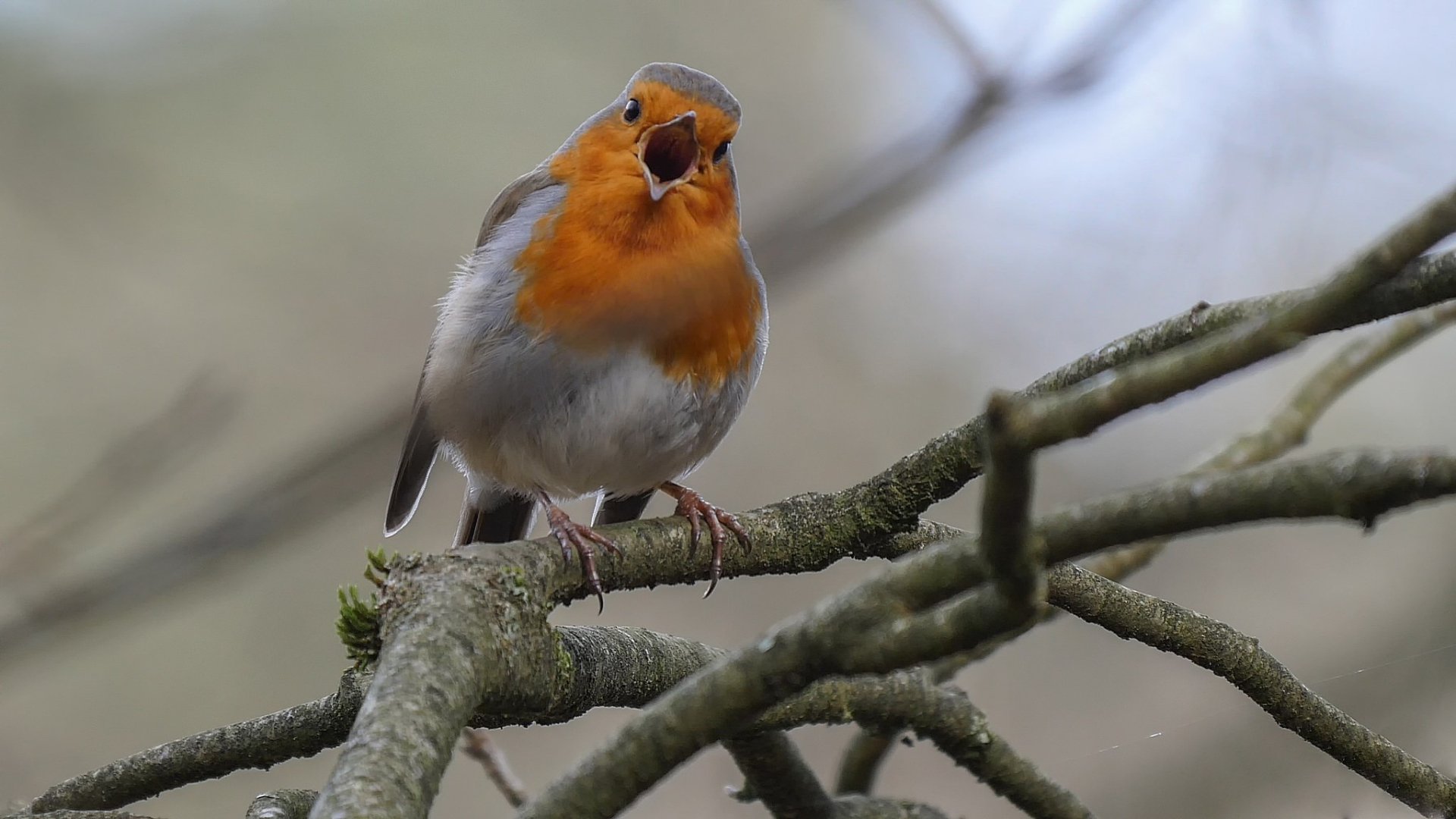 Download Bird Animal Robin HD Wallpaper